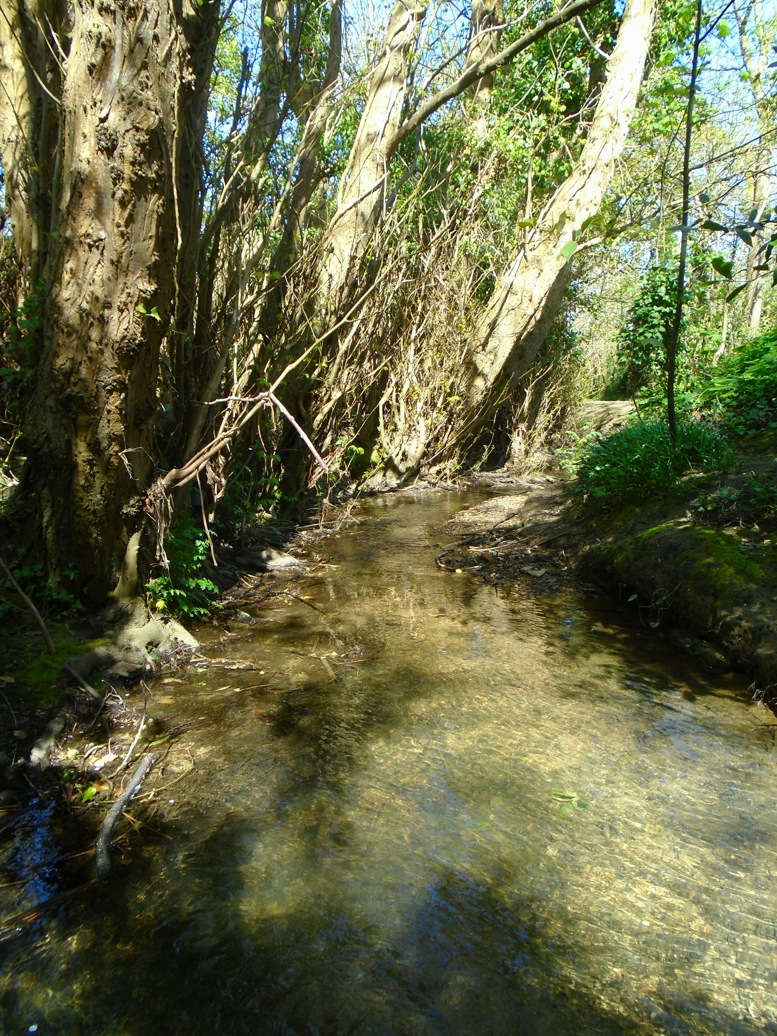 Sunlit Stream Winding Through Mossy Trees