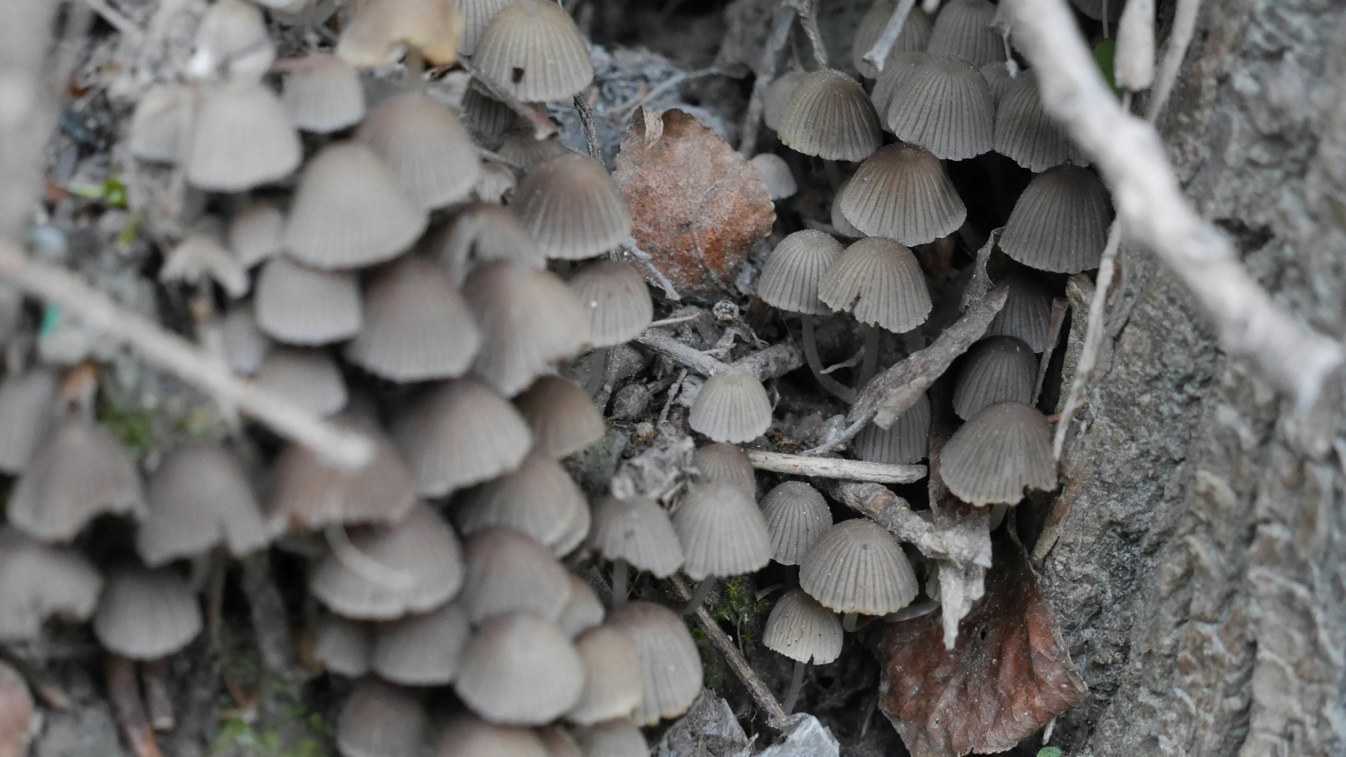 Molded Mushroom Mosaic: A Dense Patch of Tiny Grey Hemispheres