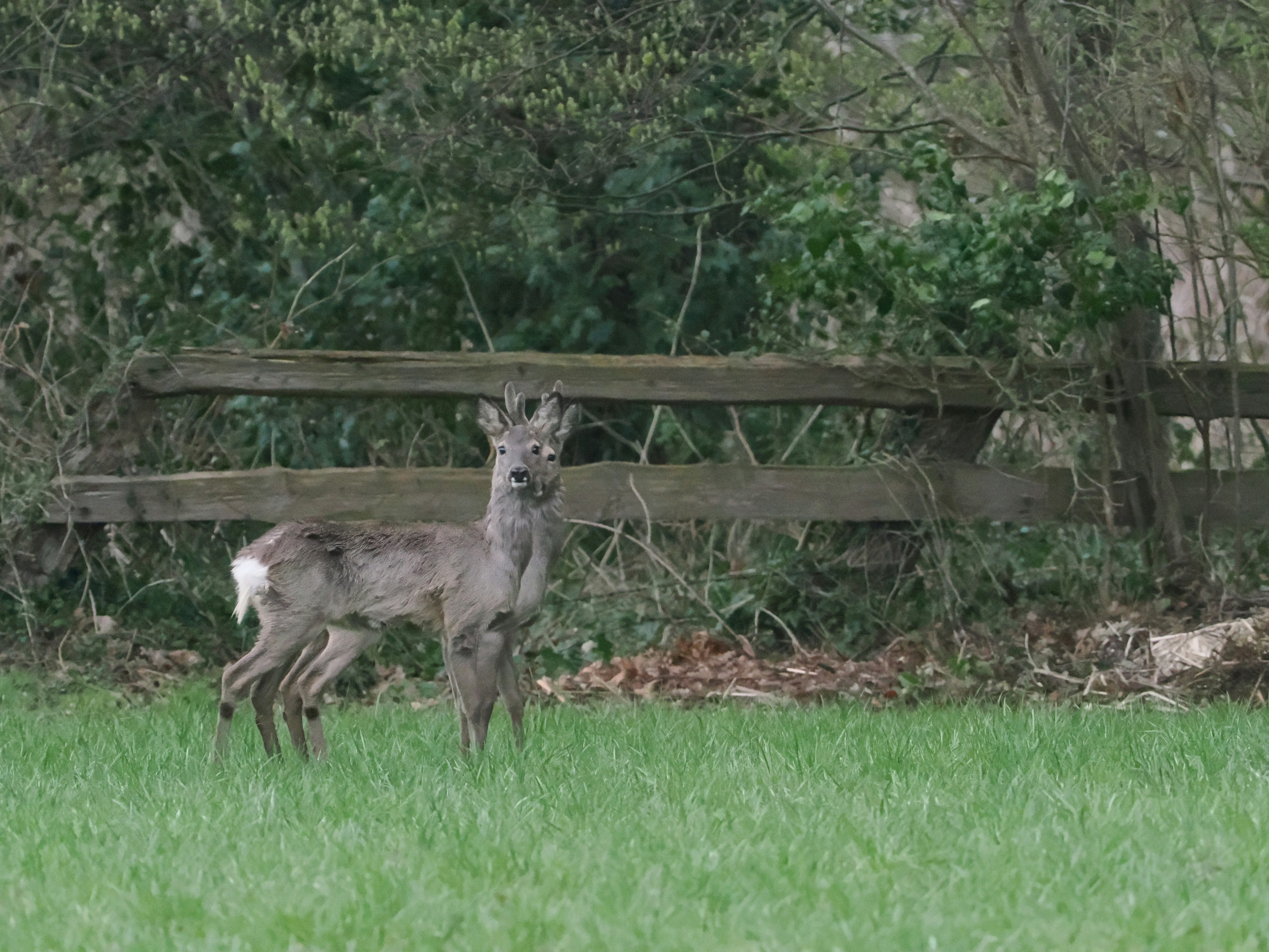 Moment of Alert: a young deer peeks from the meadow brink