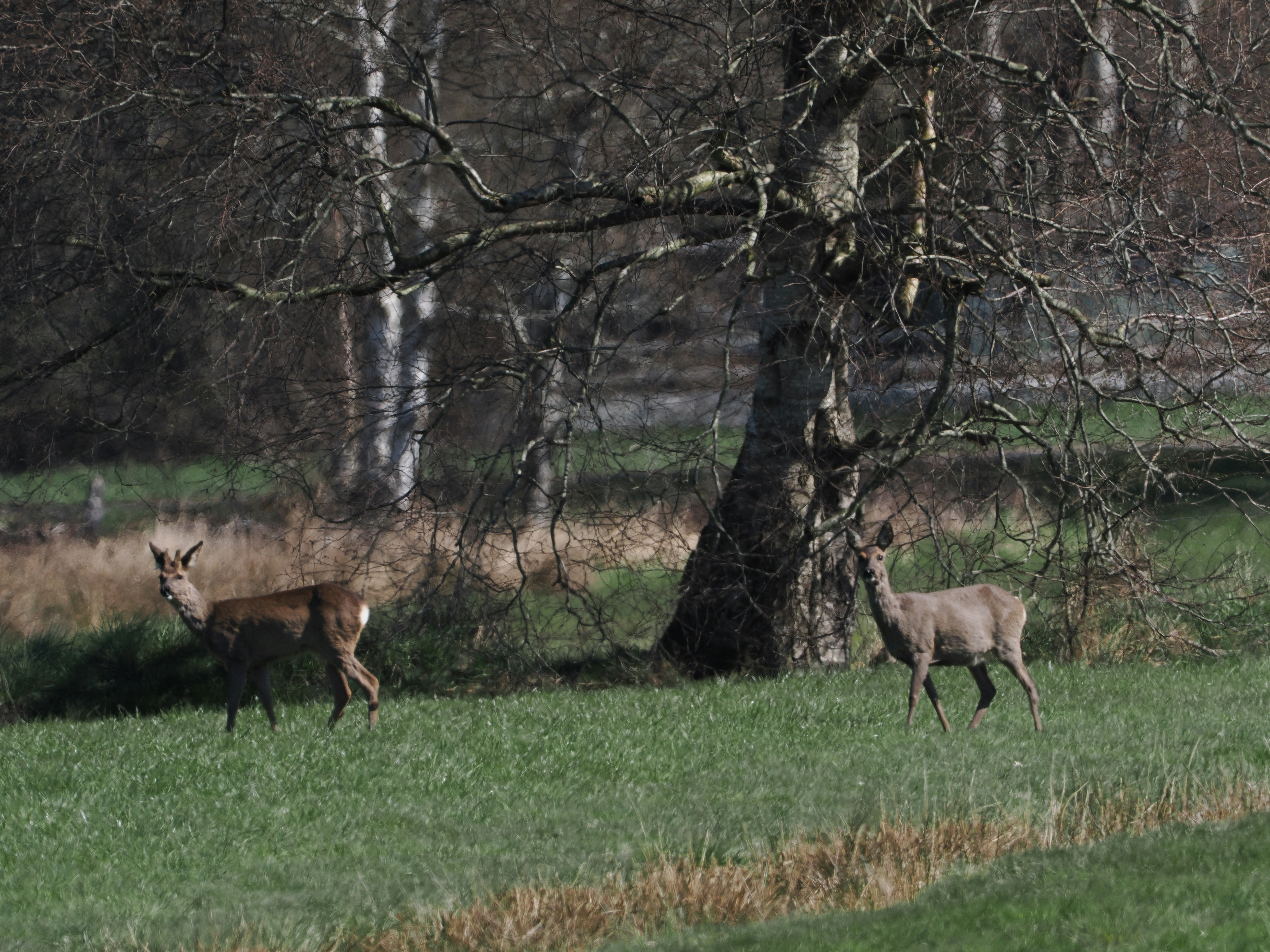 Twilight Graze: Two Deer Rest in a Quiet Meadow