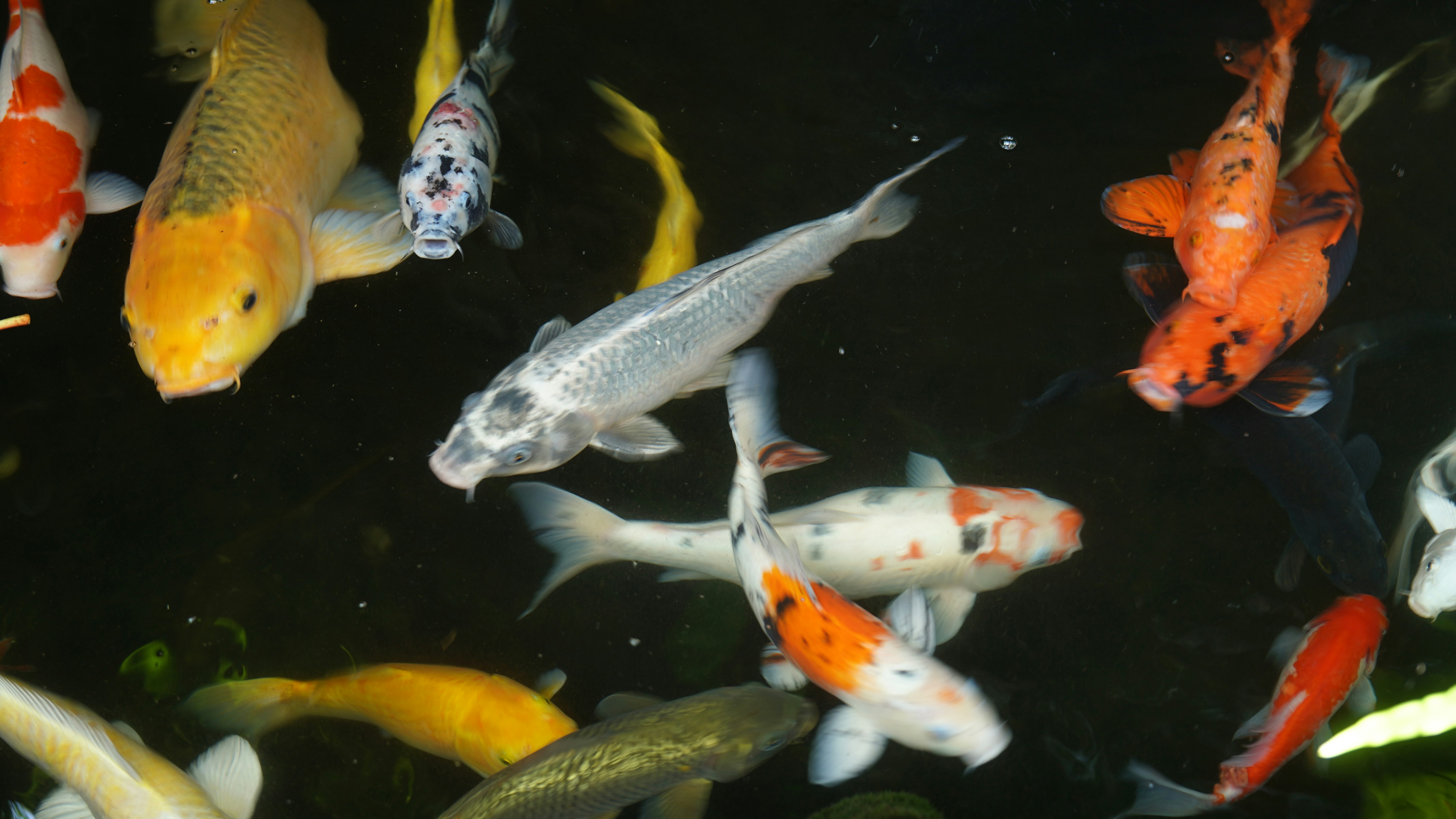 Koi Parade Under Nightfall