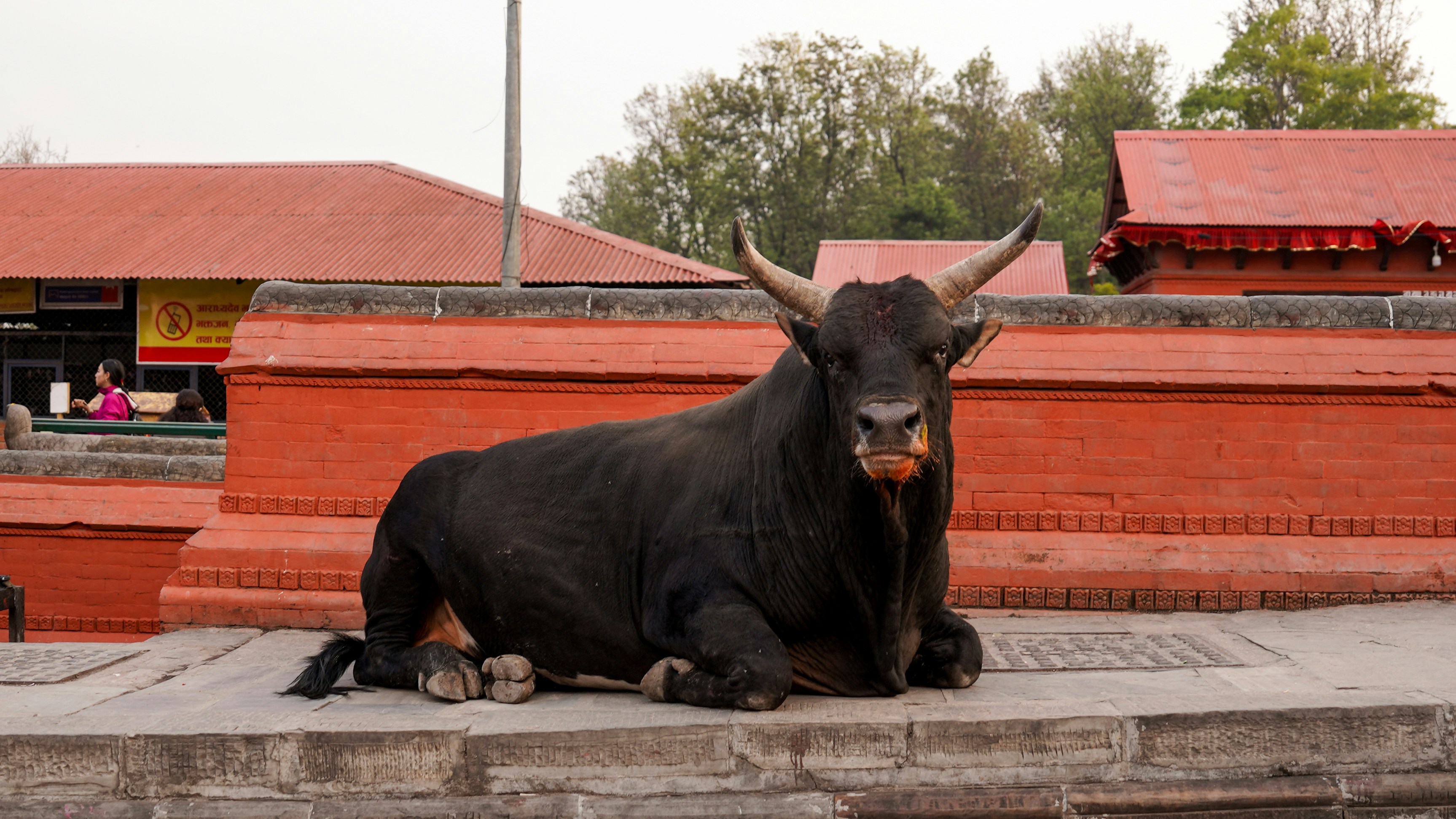 Quiet guardian of the plaza: a black bull resting by the red steps
