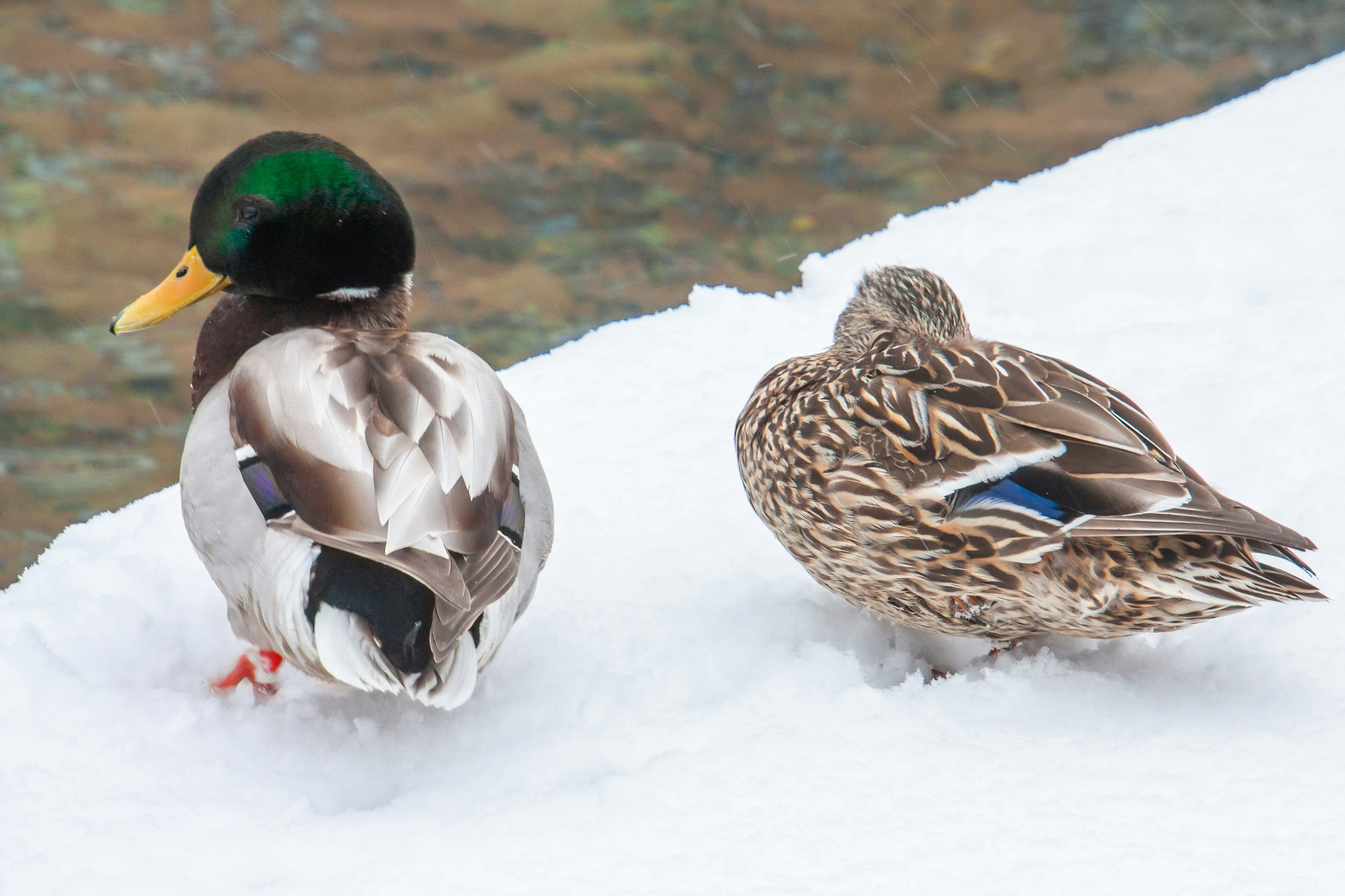 Two Ducks on Snow: A Quiet Moment by the Water