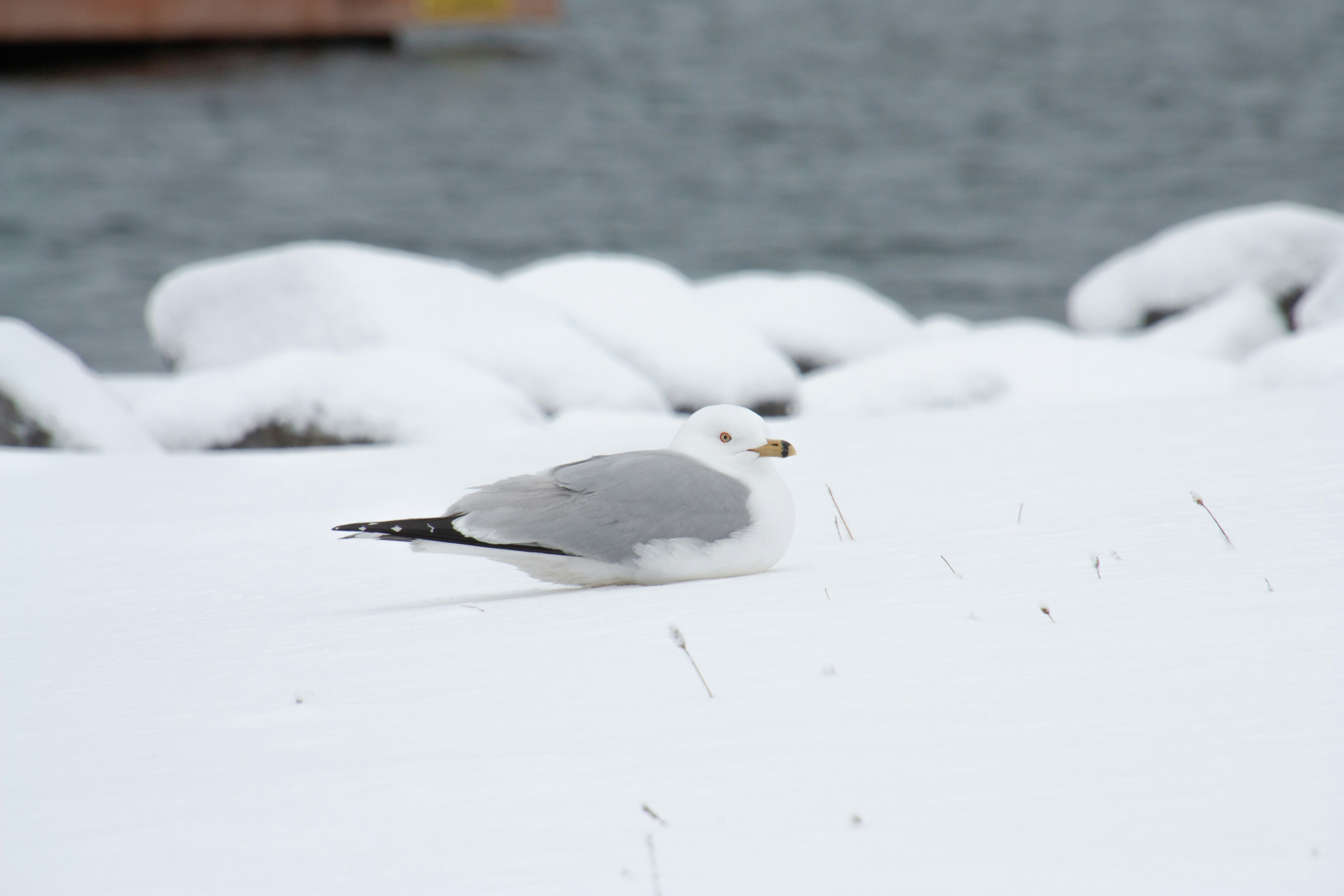 Snowbound Gull: A Quiet Perch by the Icy Shore