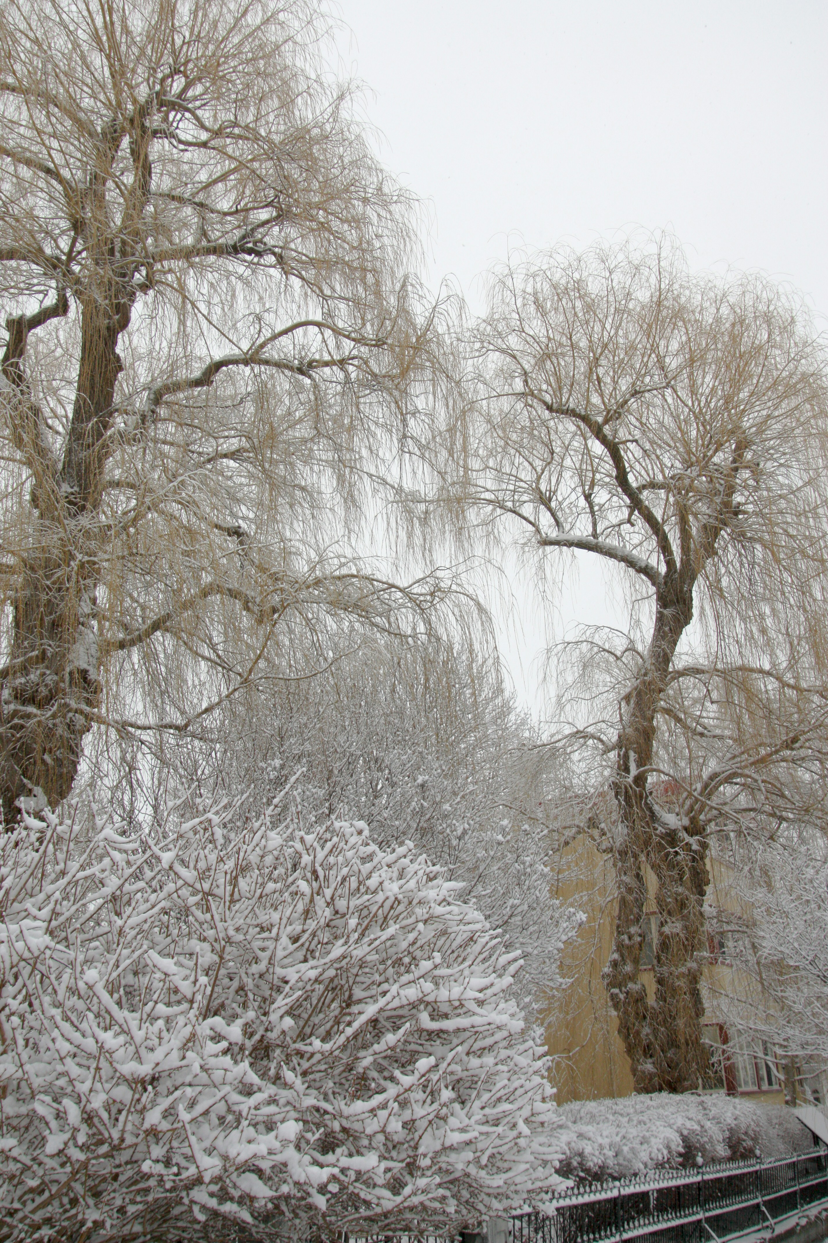 Snow-laden Trees Framing a Quiet Winter Street