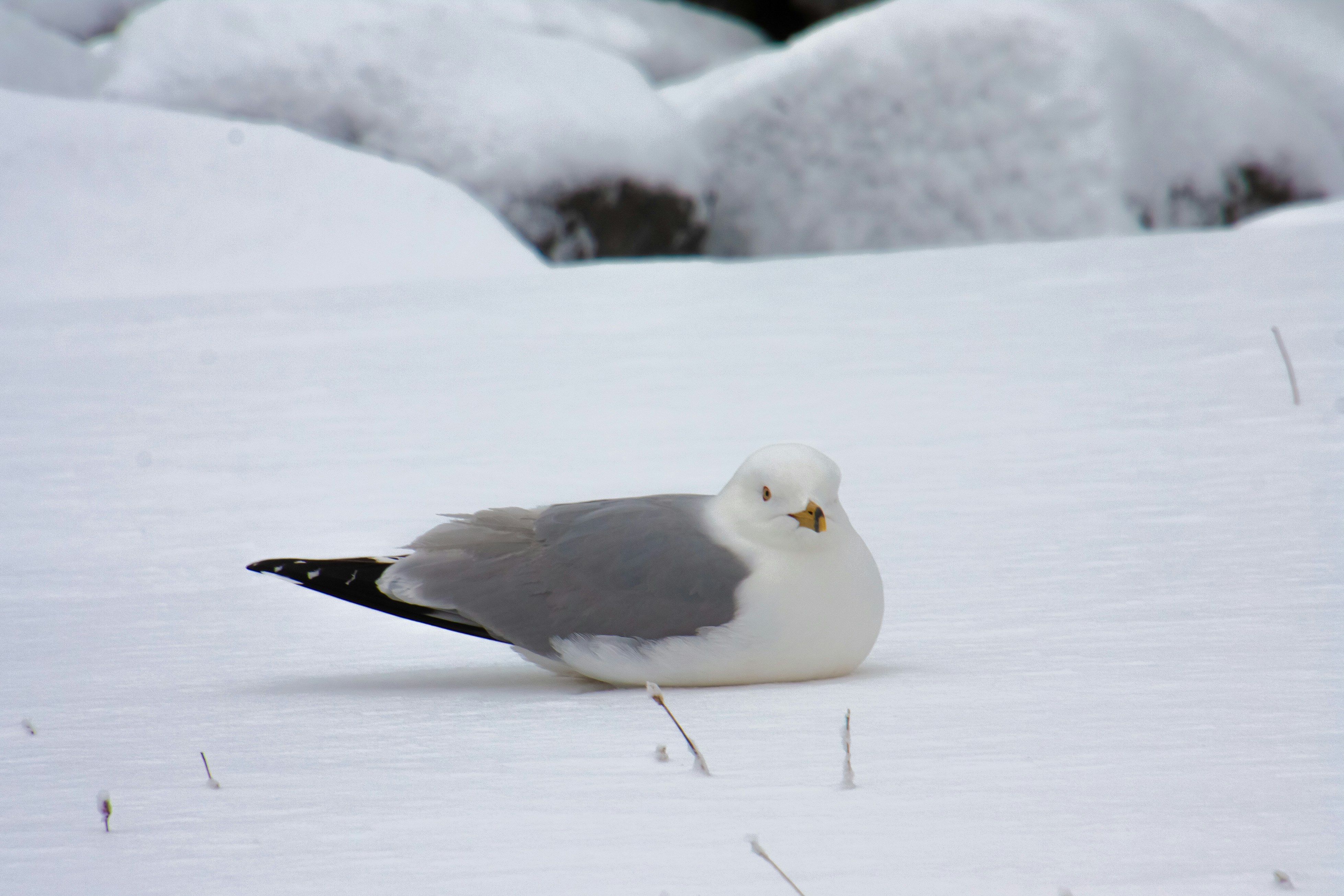 Snowbound Gull Resting in a Quiet Field