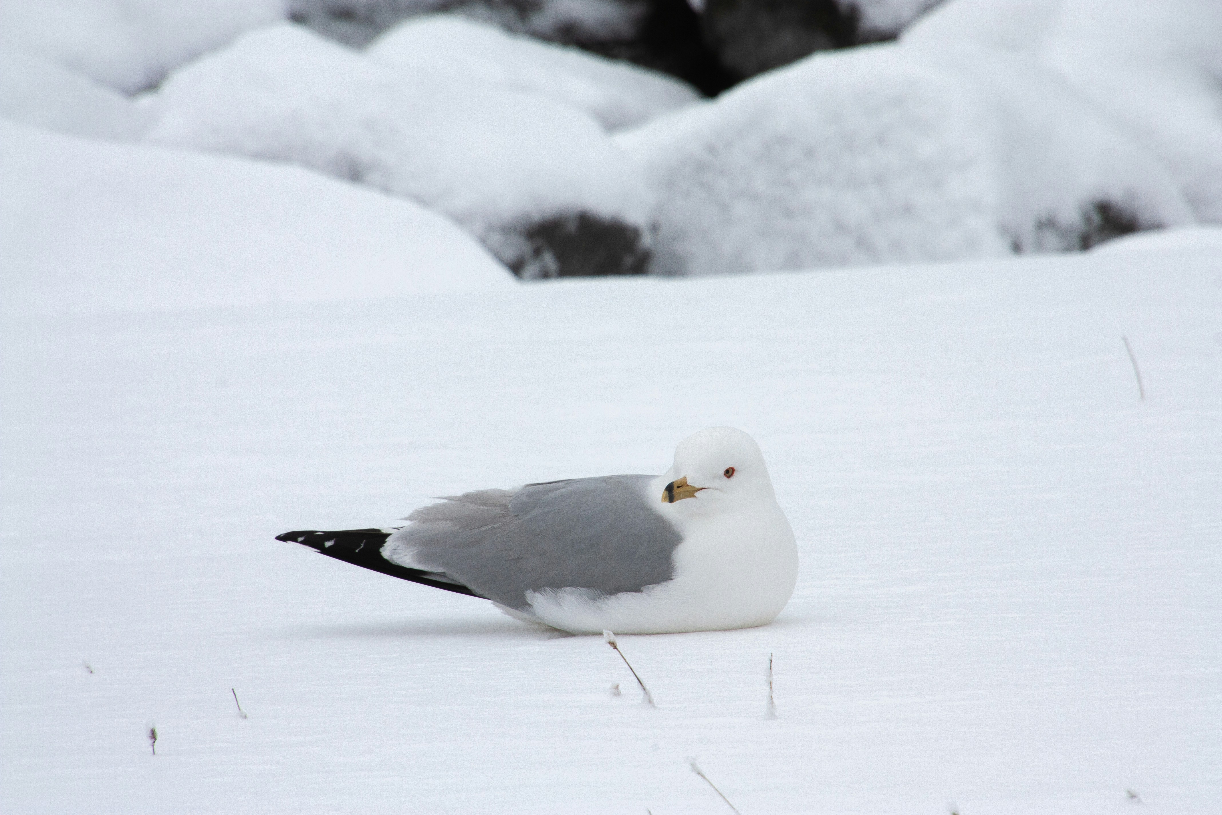 Snowbound Seabird: A Quiet Moment with a White Gull