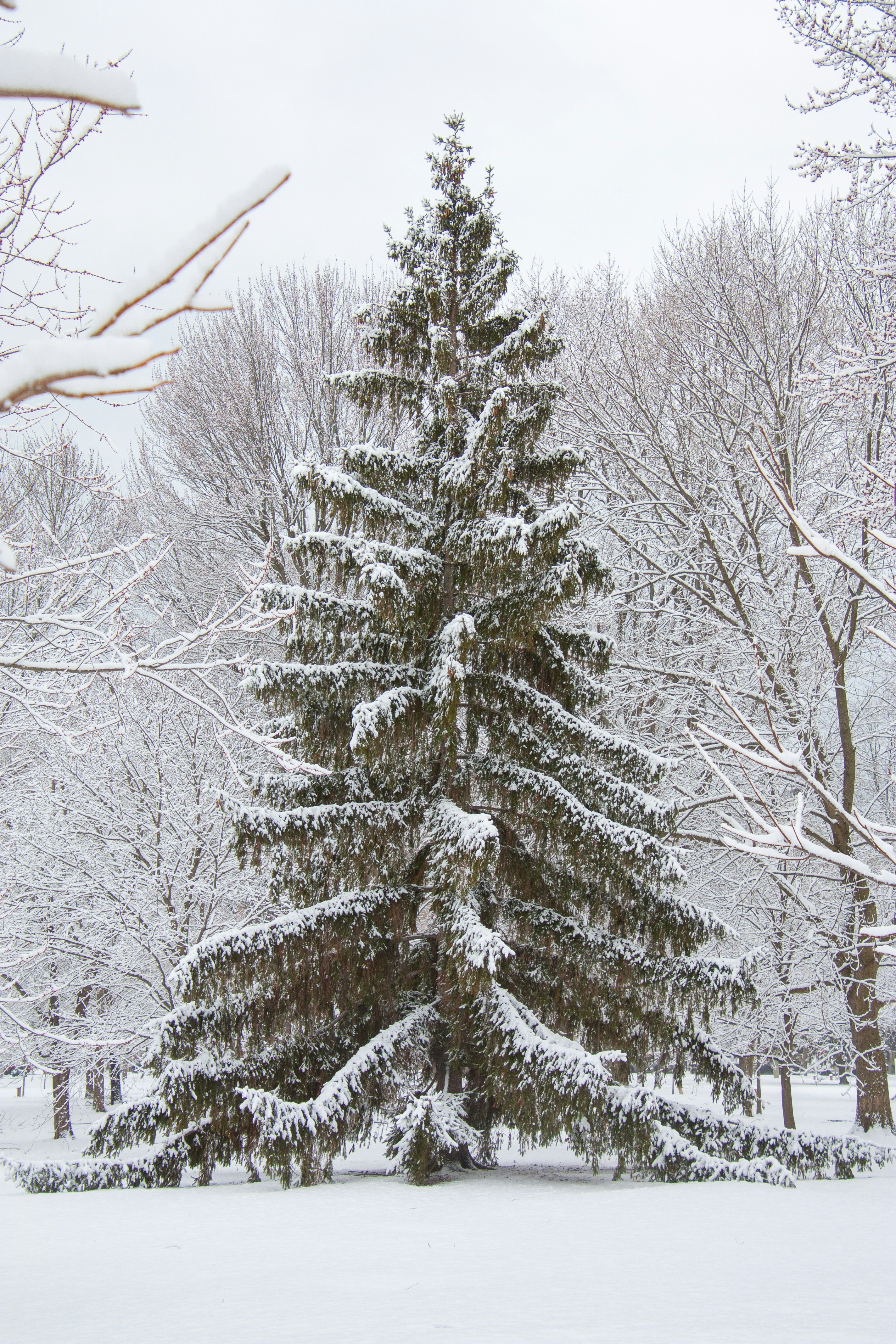 Snow-clad evergreen crowned by a silent winter canopy