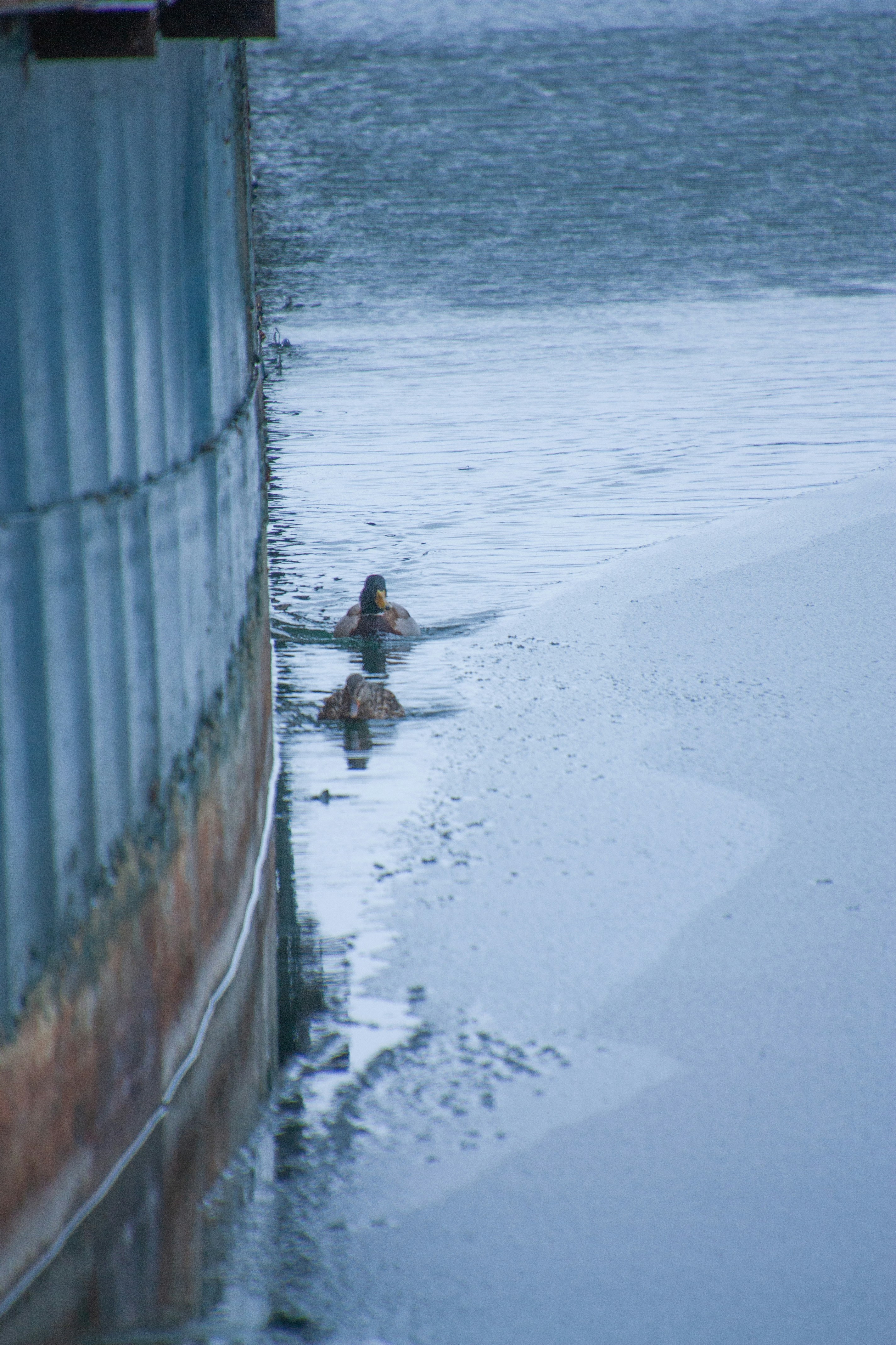 Two Swimmers at the Edge of a Quiet Dam