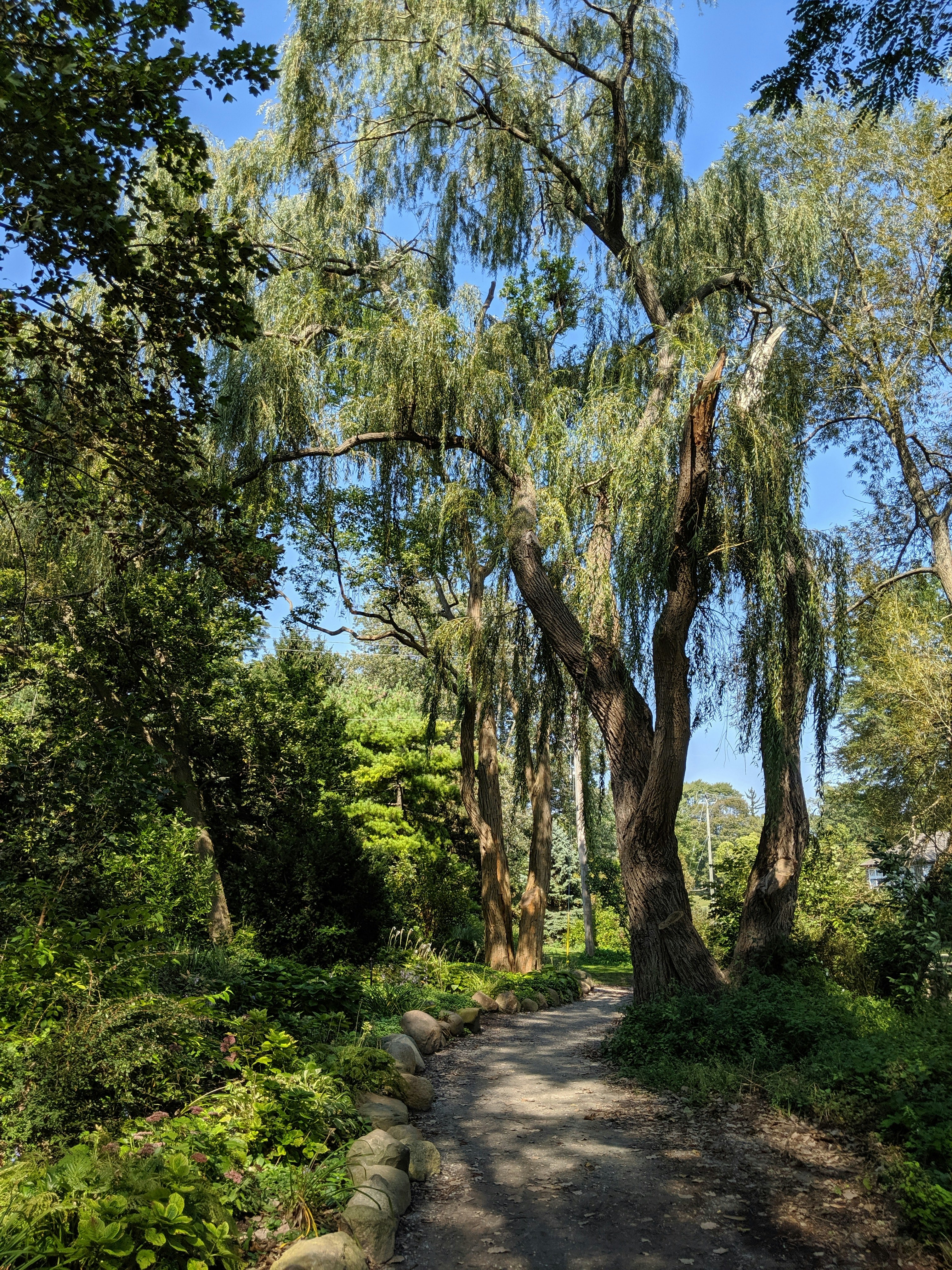 Sunlit Willow Arboretum: A Path Winding Beneath Carved Trunks