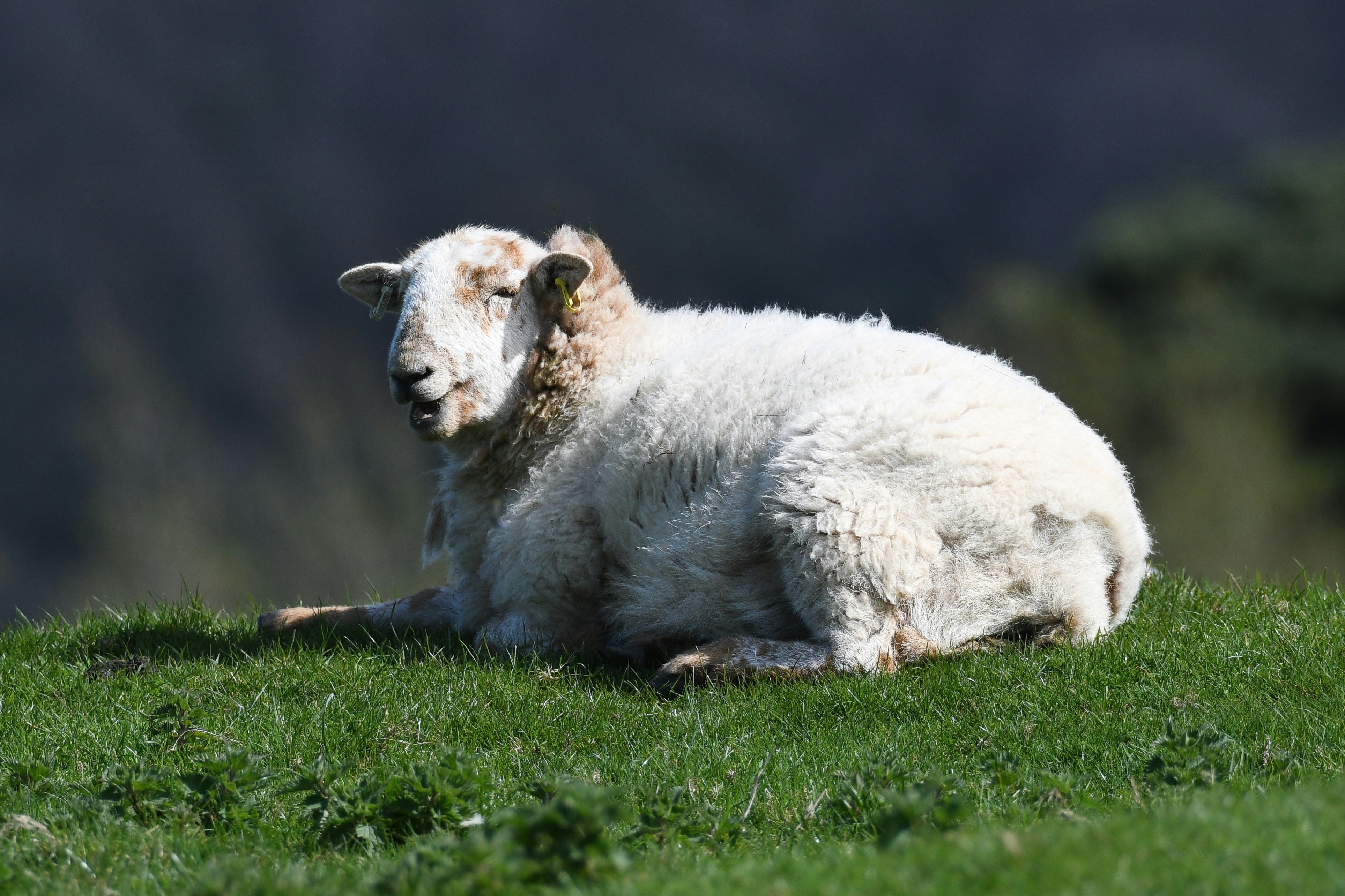 Lush Rest: A Lying Sheep Basks in Sunlit Pasture
