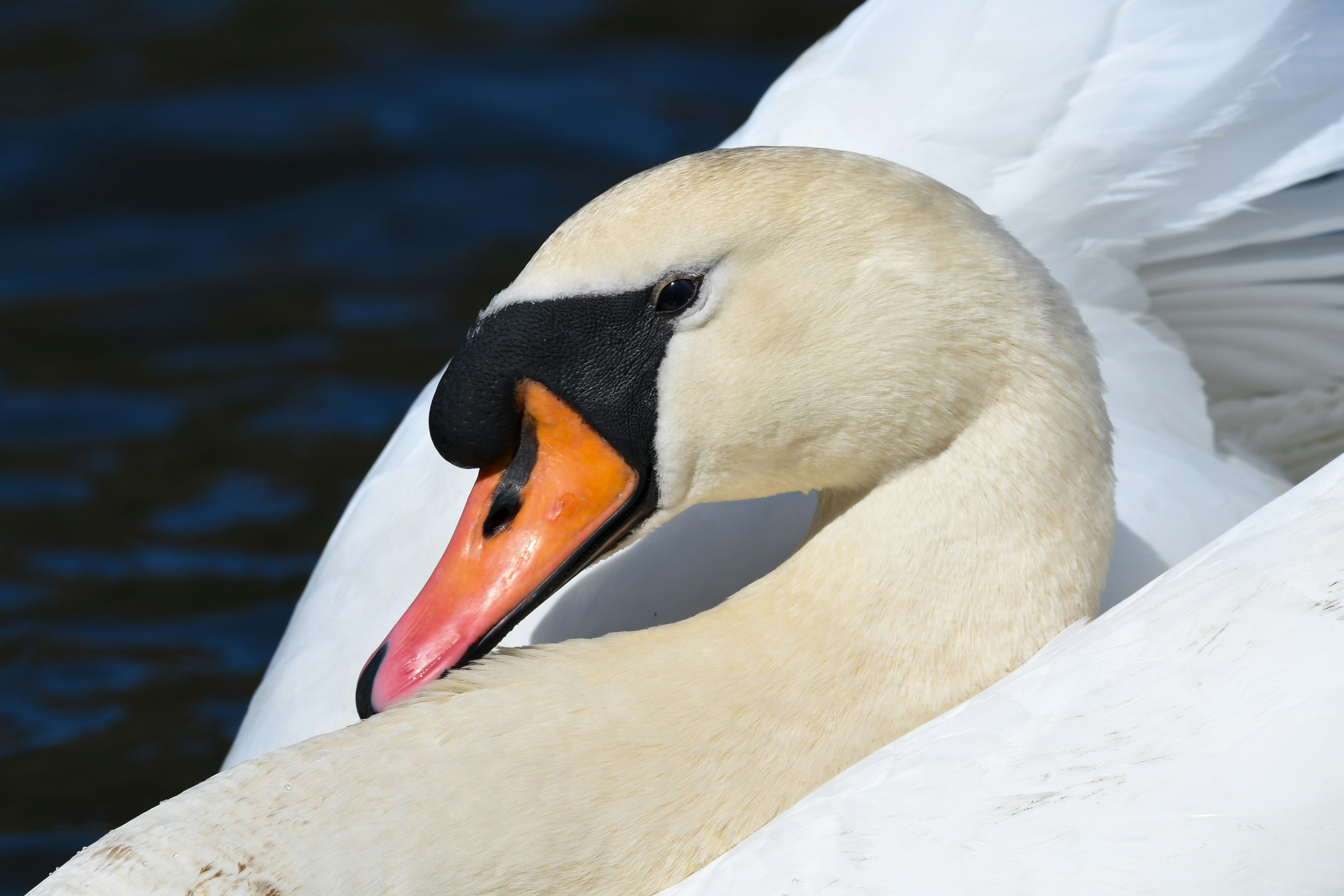 Grace in the Gaze: a swan's serene curve under daylight
