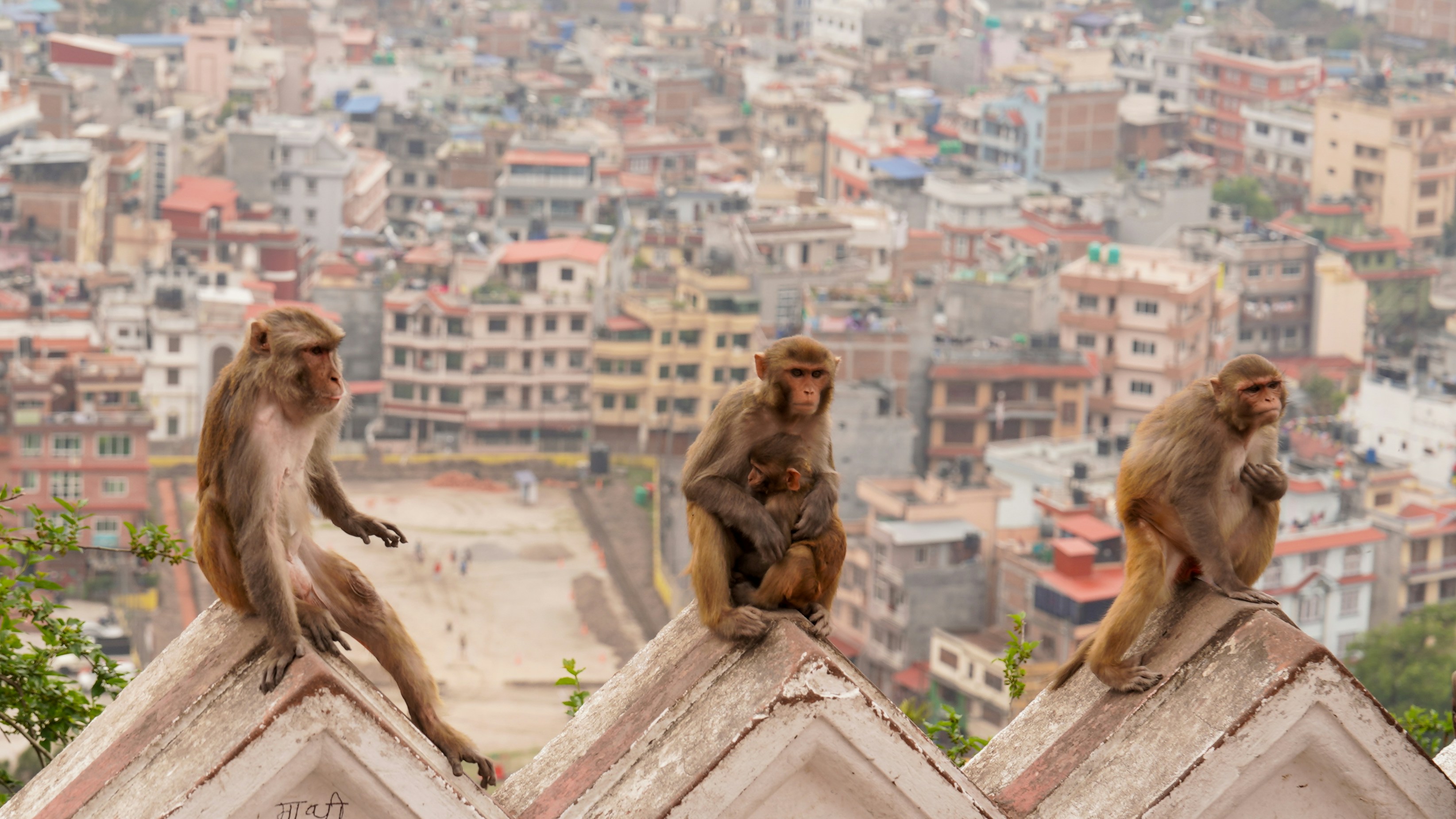Three rhesus apes on rooftop ridge overlook a dense hillside town
