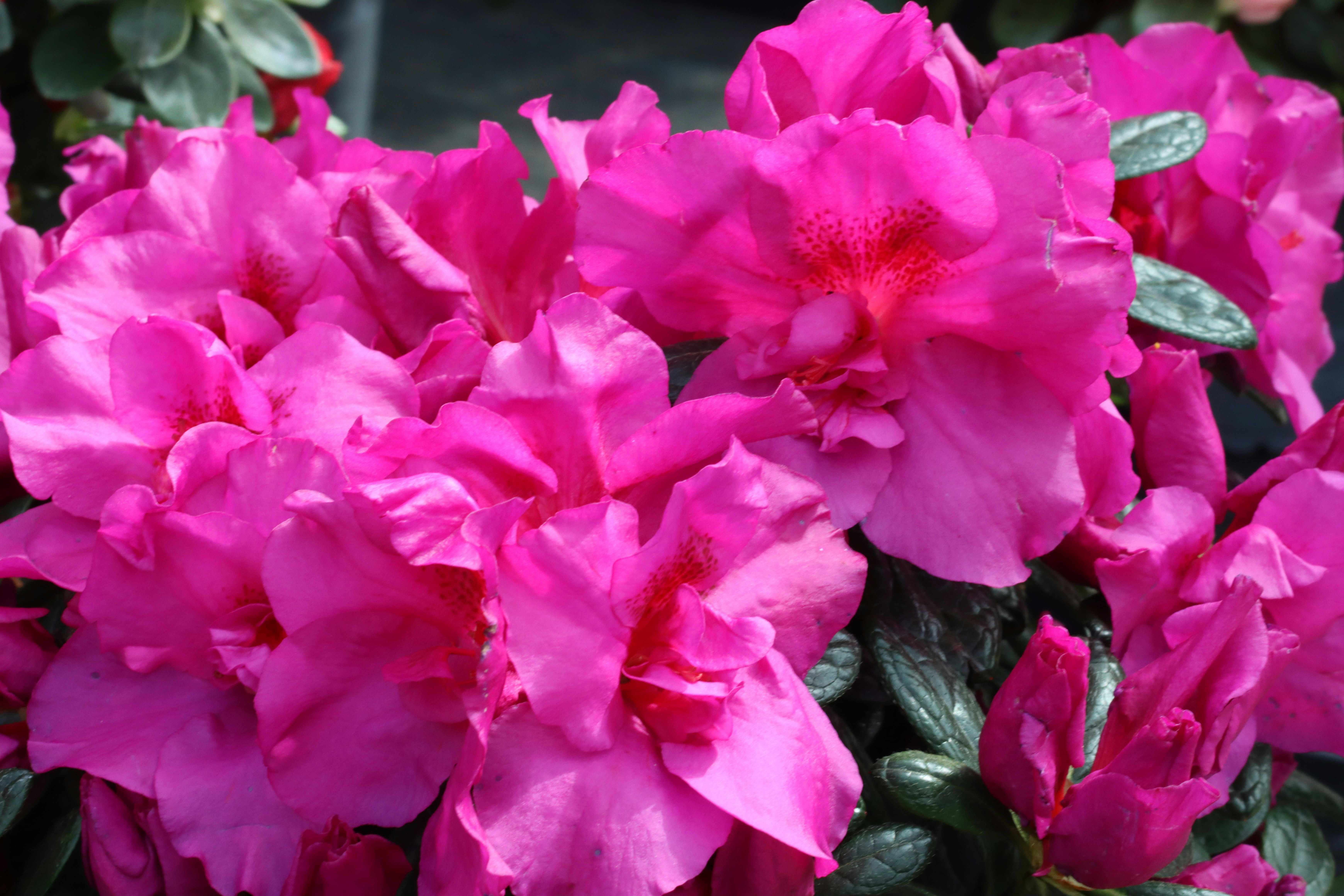 Vivid Pink Azalea Bloom Cluster in Sunlit Garden