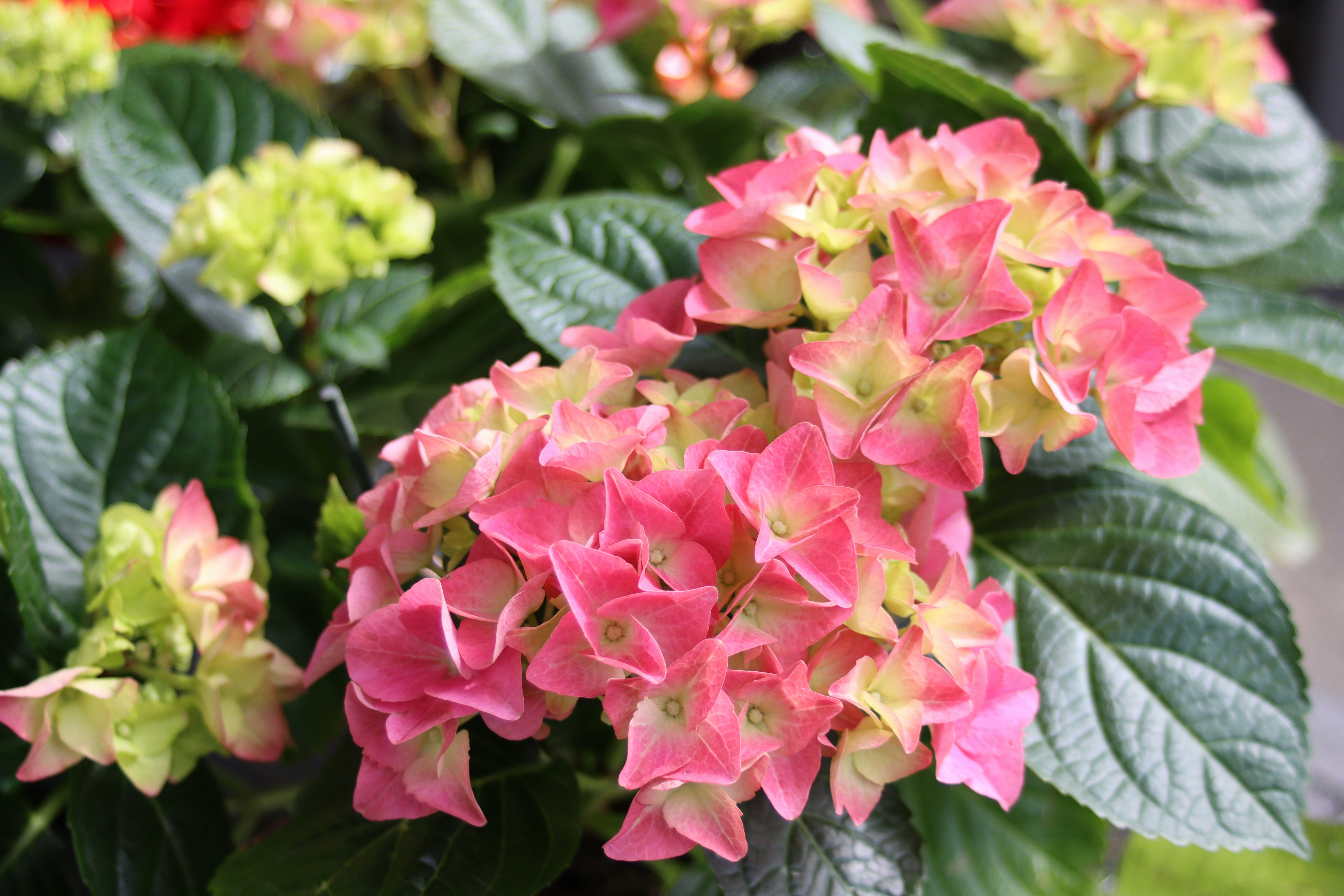 Pink Hydrangea Cluster in Soft Garden Light