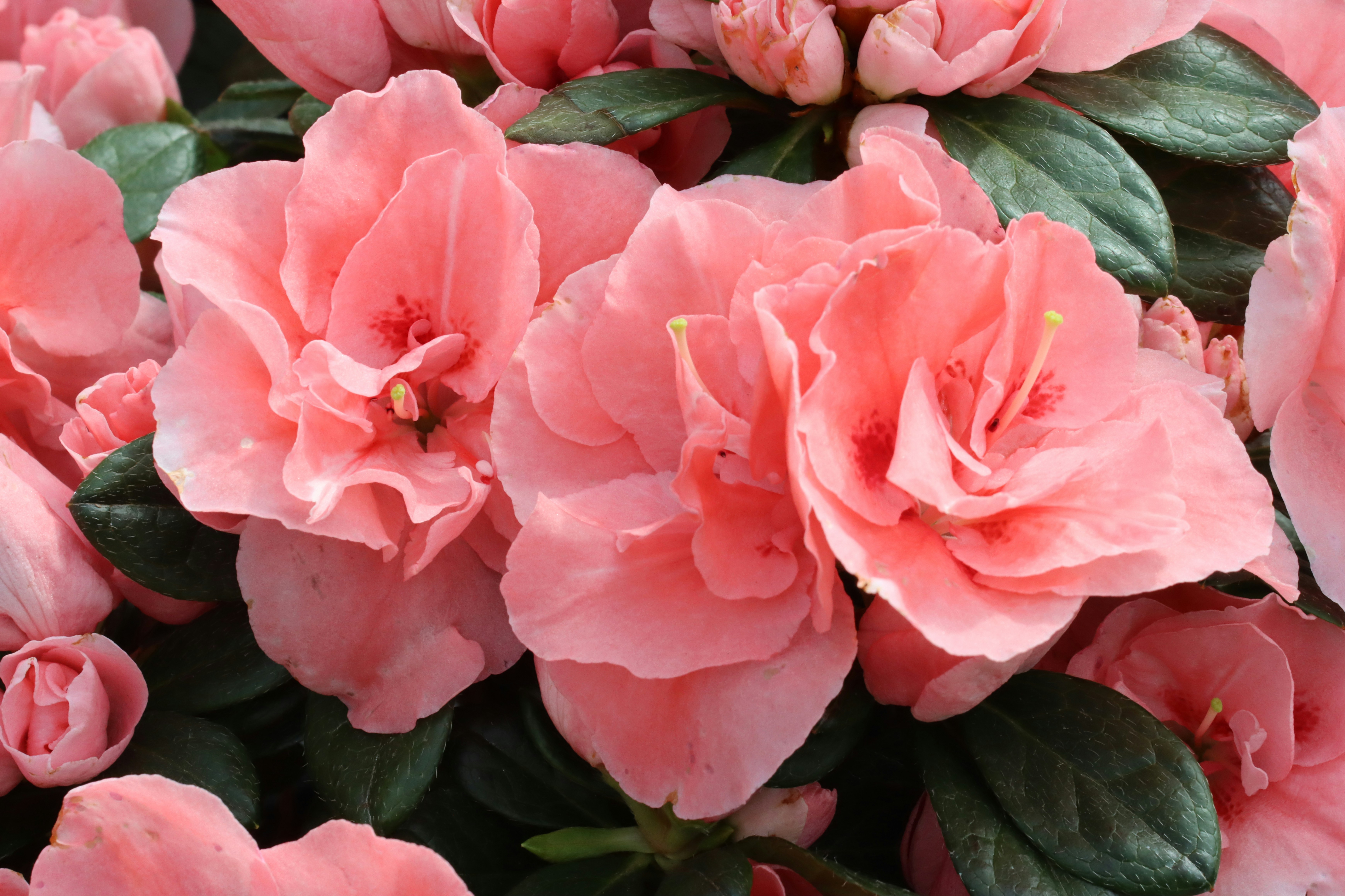 Blush Petal Chorus: A Dense Bed of Coral Roses