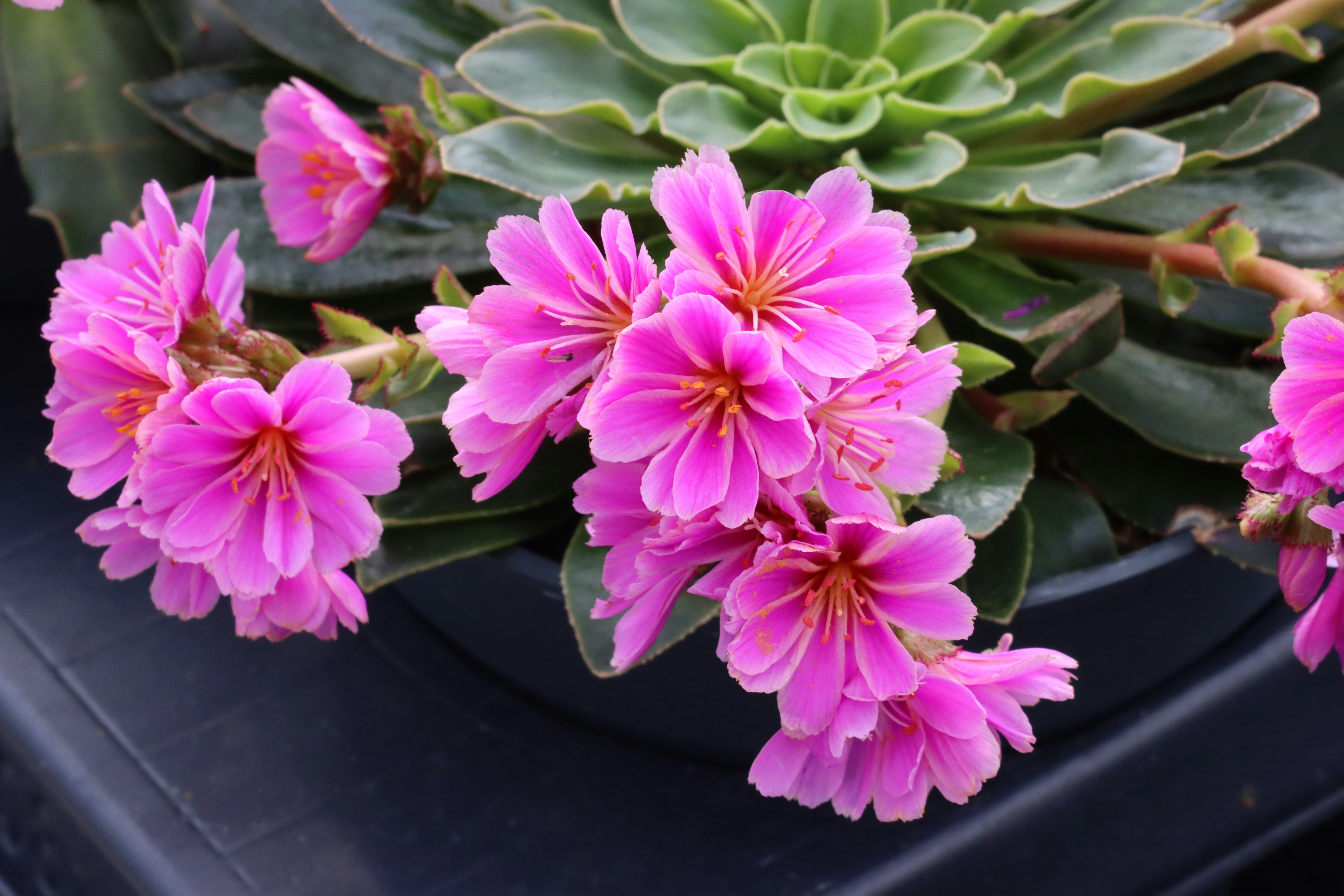 Pink carpet of petals: a close-up on succulent blooms