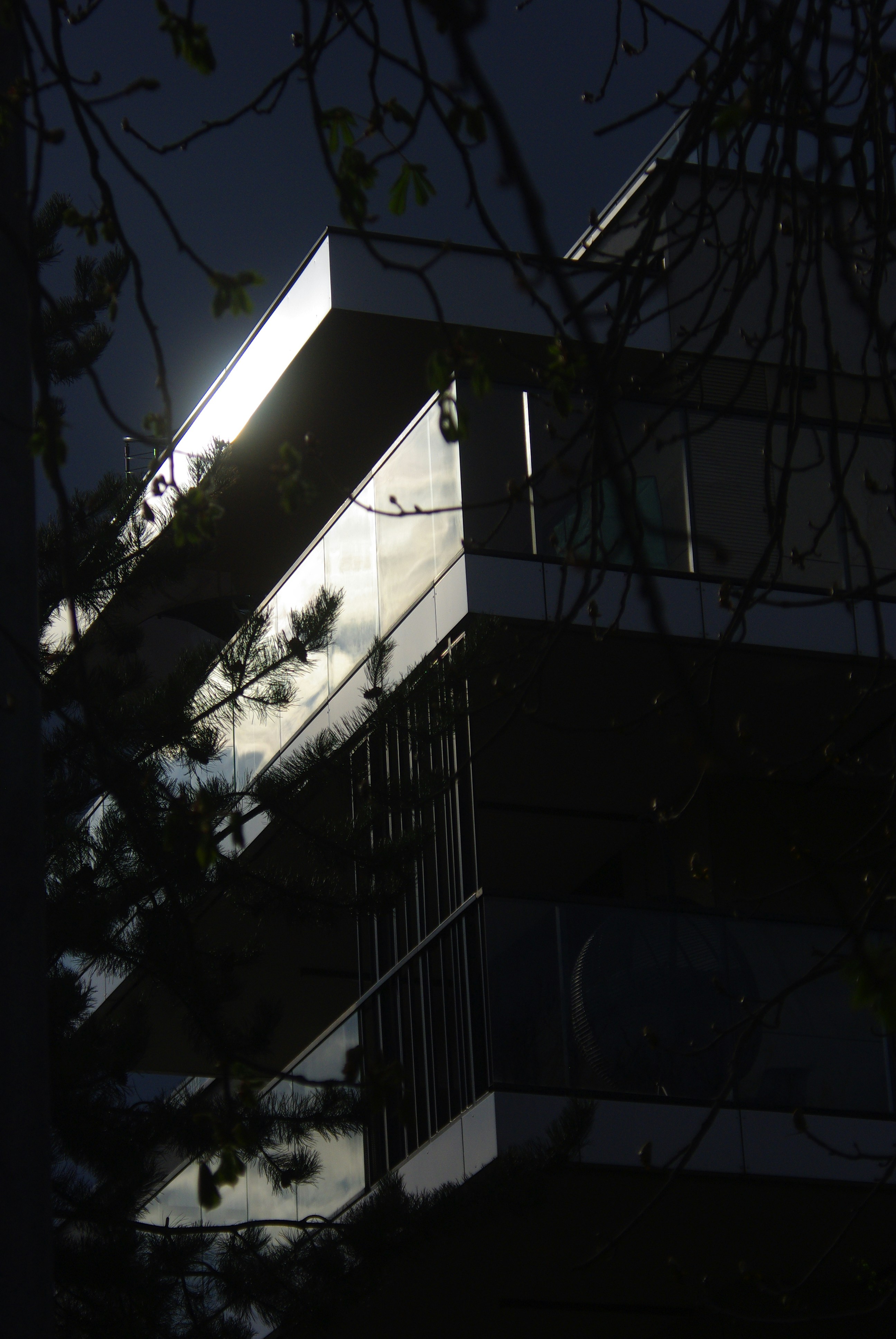 Glint on the Glass: A Nighttime Facade Shrouded in Branches
