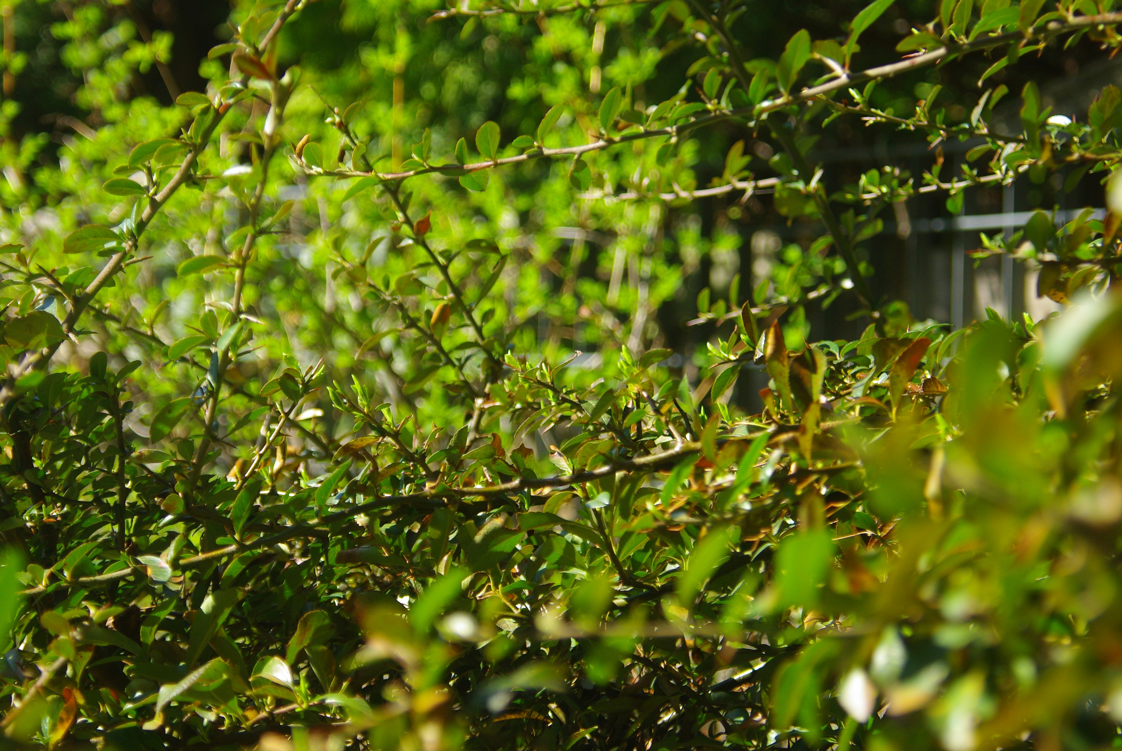 Sunlit Greenery: A Cascade of Leaves and Twigs in Afternoon Light