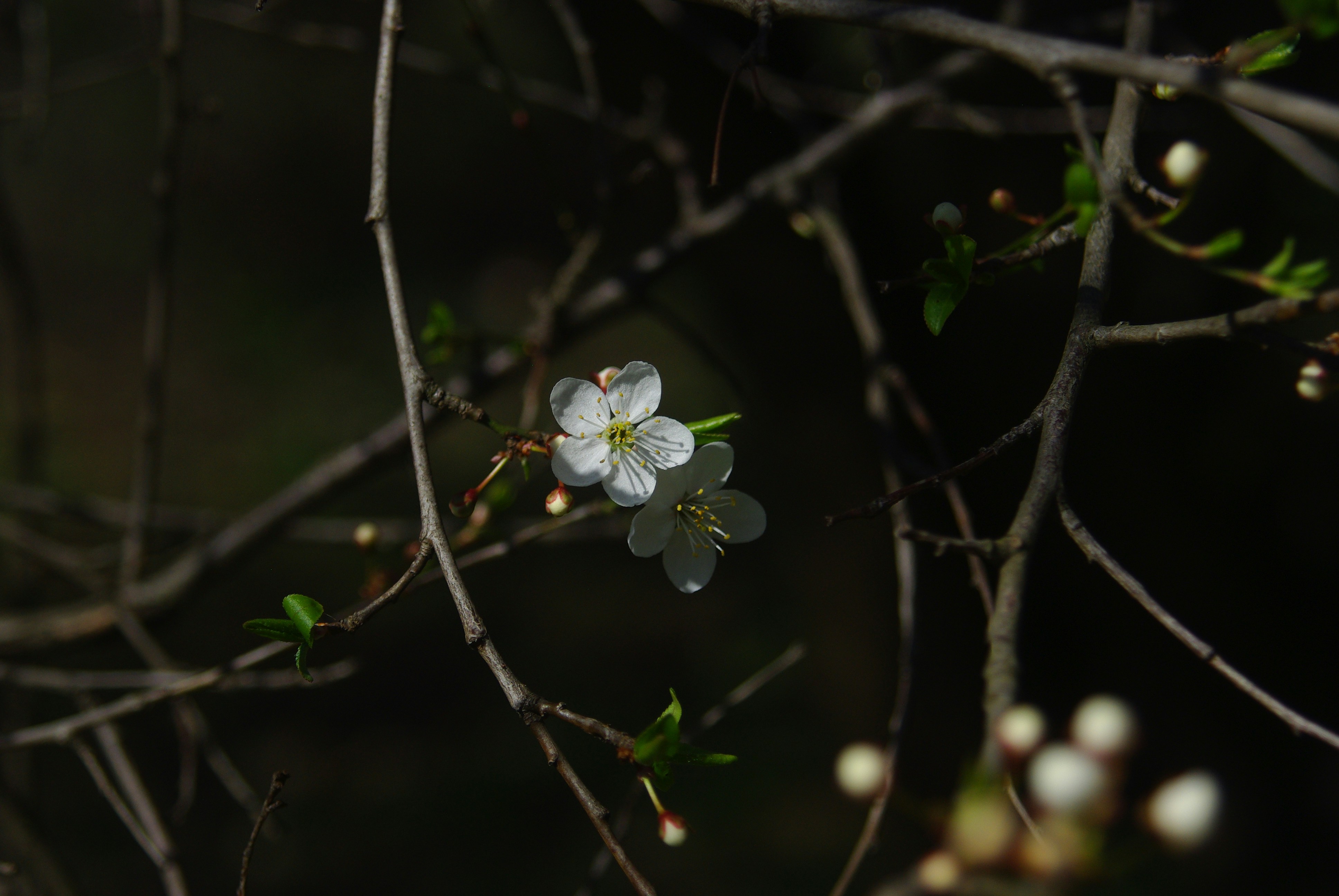 Whisper of White in a Tangled Quiet