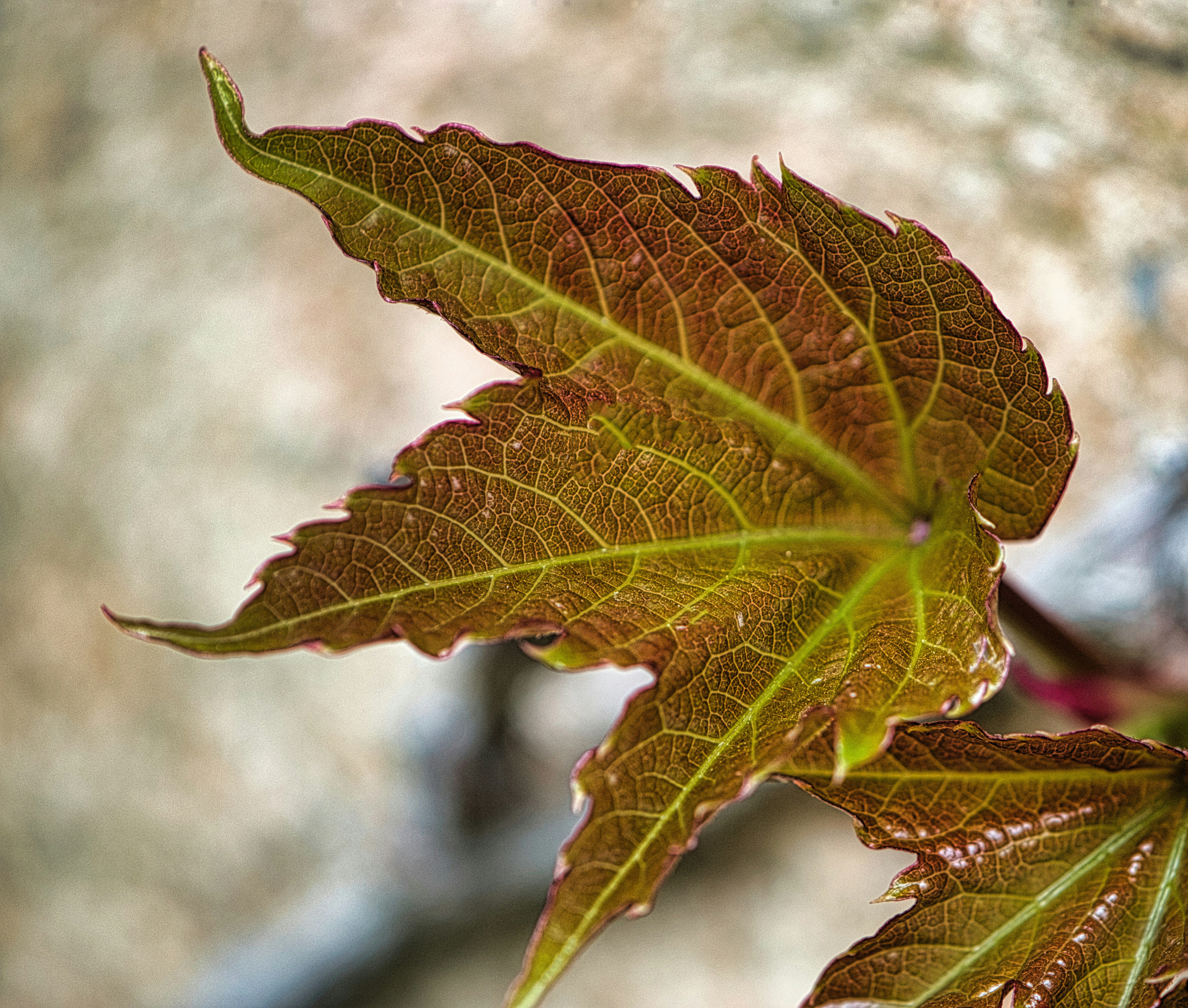 Crimson Veins: A Leaf's Delicate Kaleidoscope