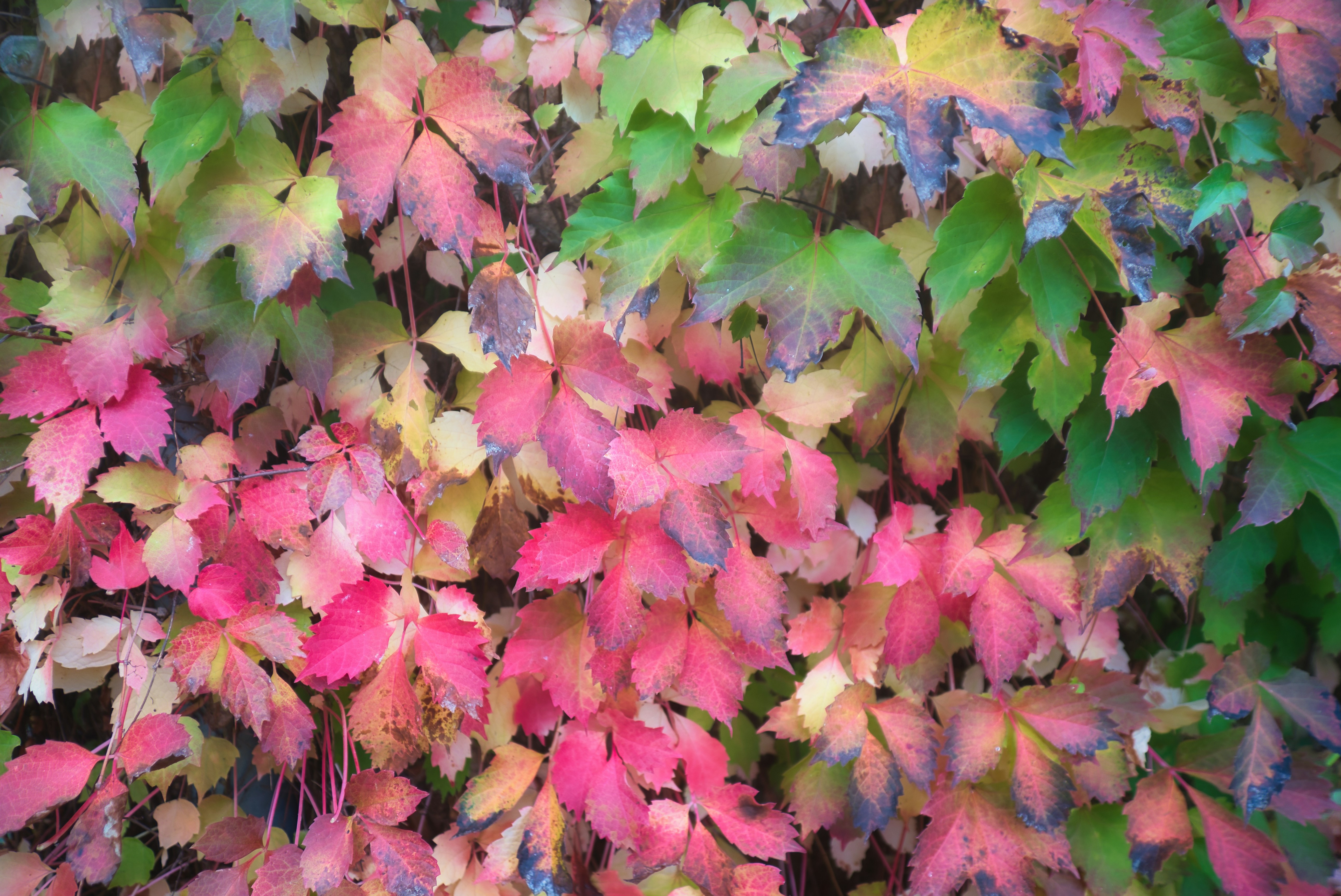 Autumn Ember: A Burst of Colorful Vines