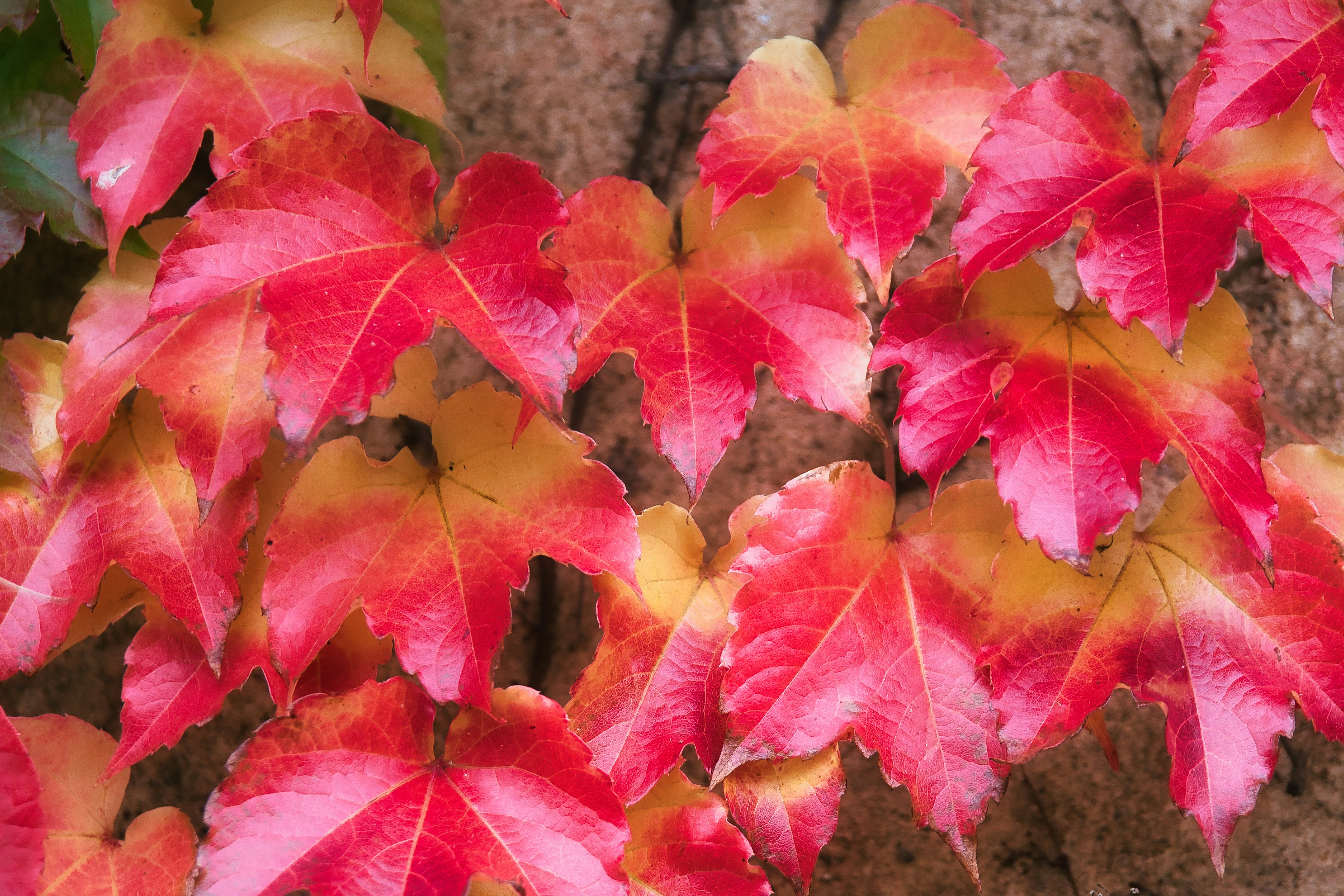 Crimson Autumn Quilt: Veins of Color on Foliage