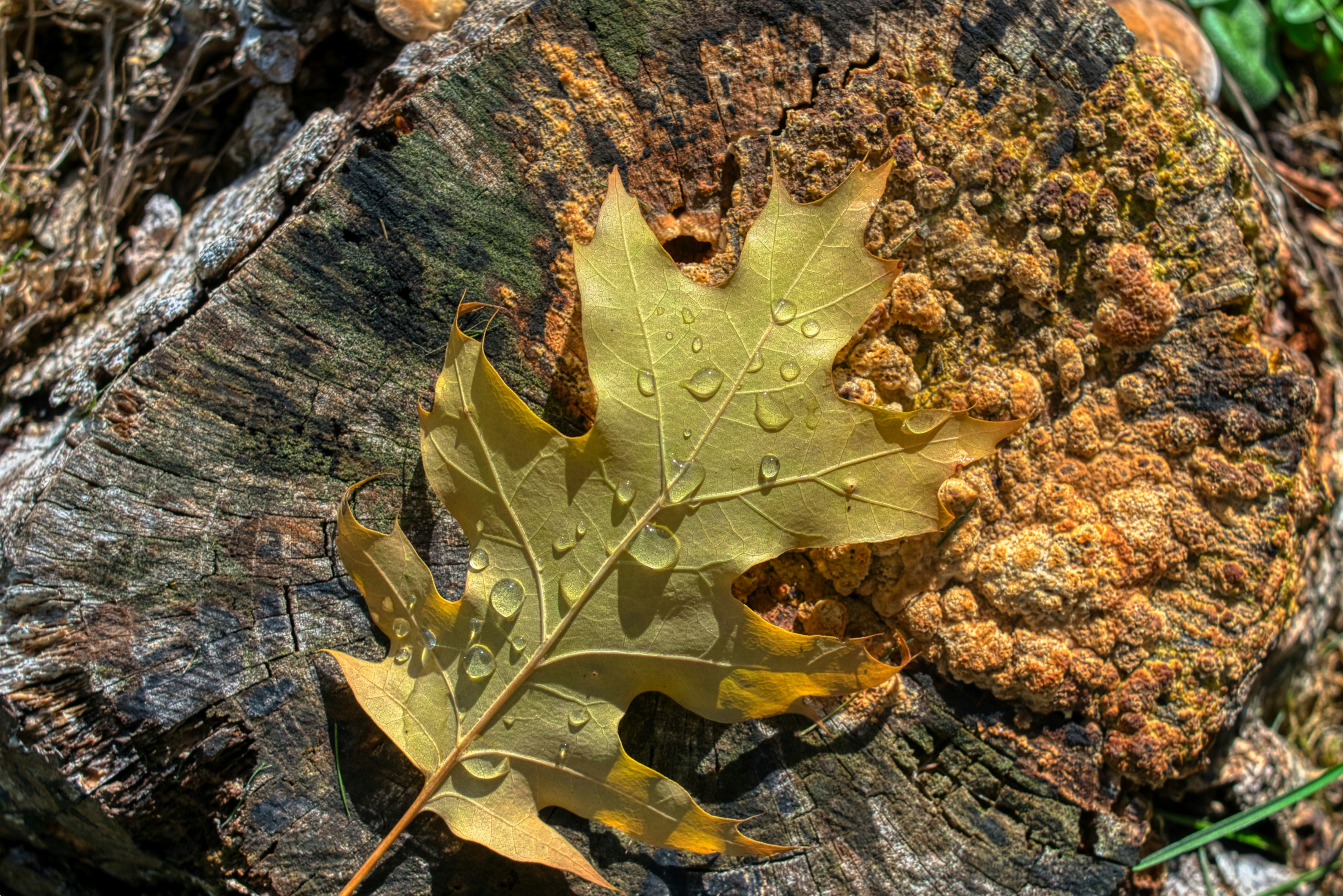 Amber Maple Leaf Resting on Weathered Wood