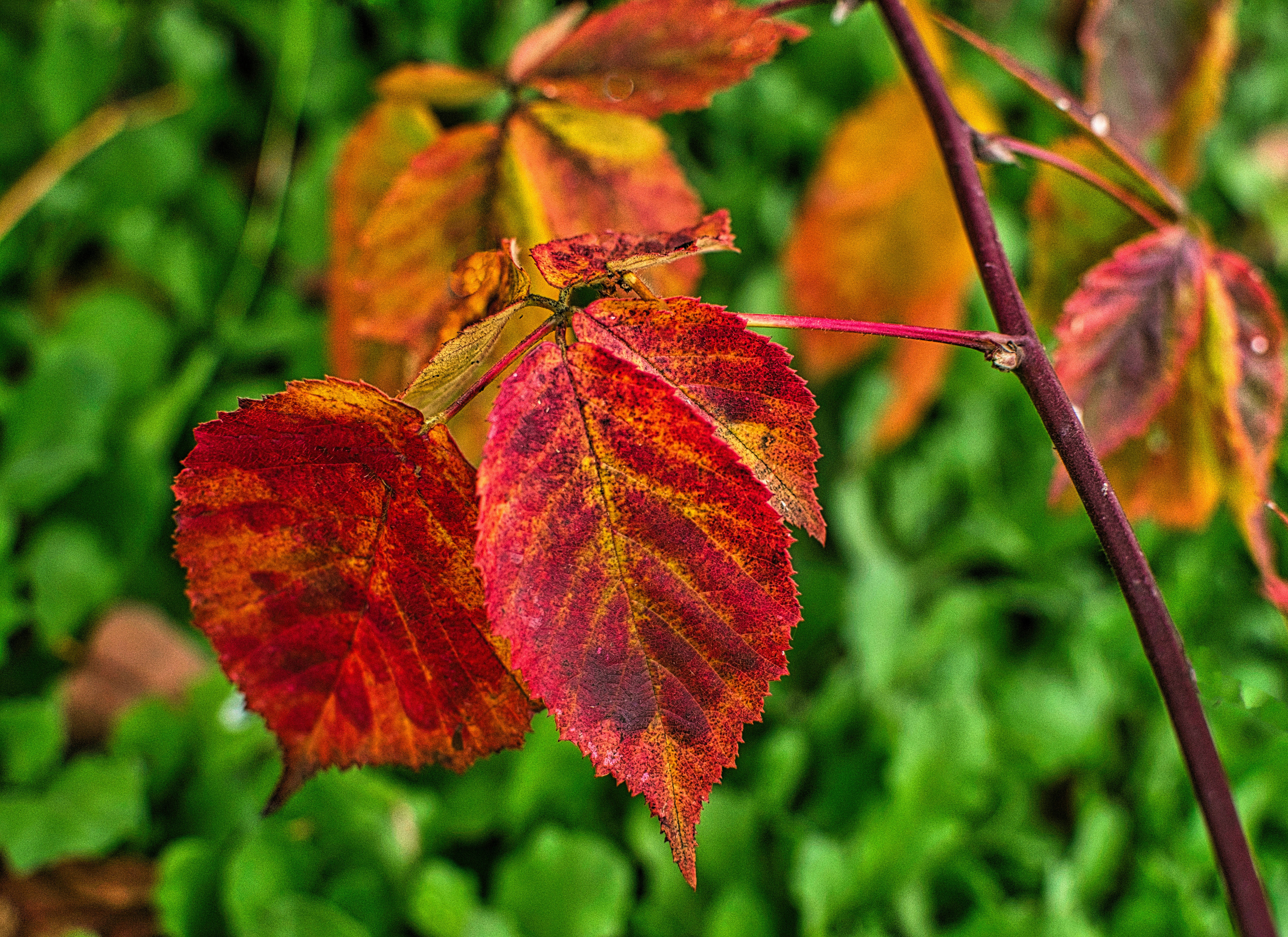 Crimson Leaf Edge: Autumn Veins on a Quiet Stem