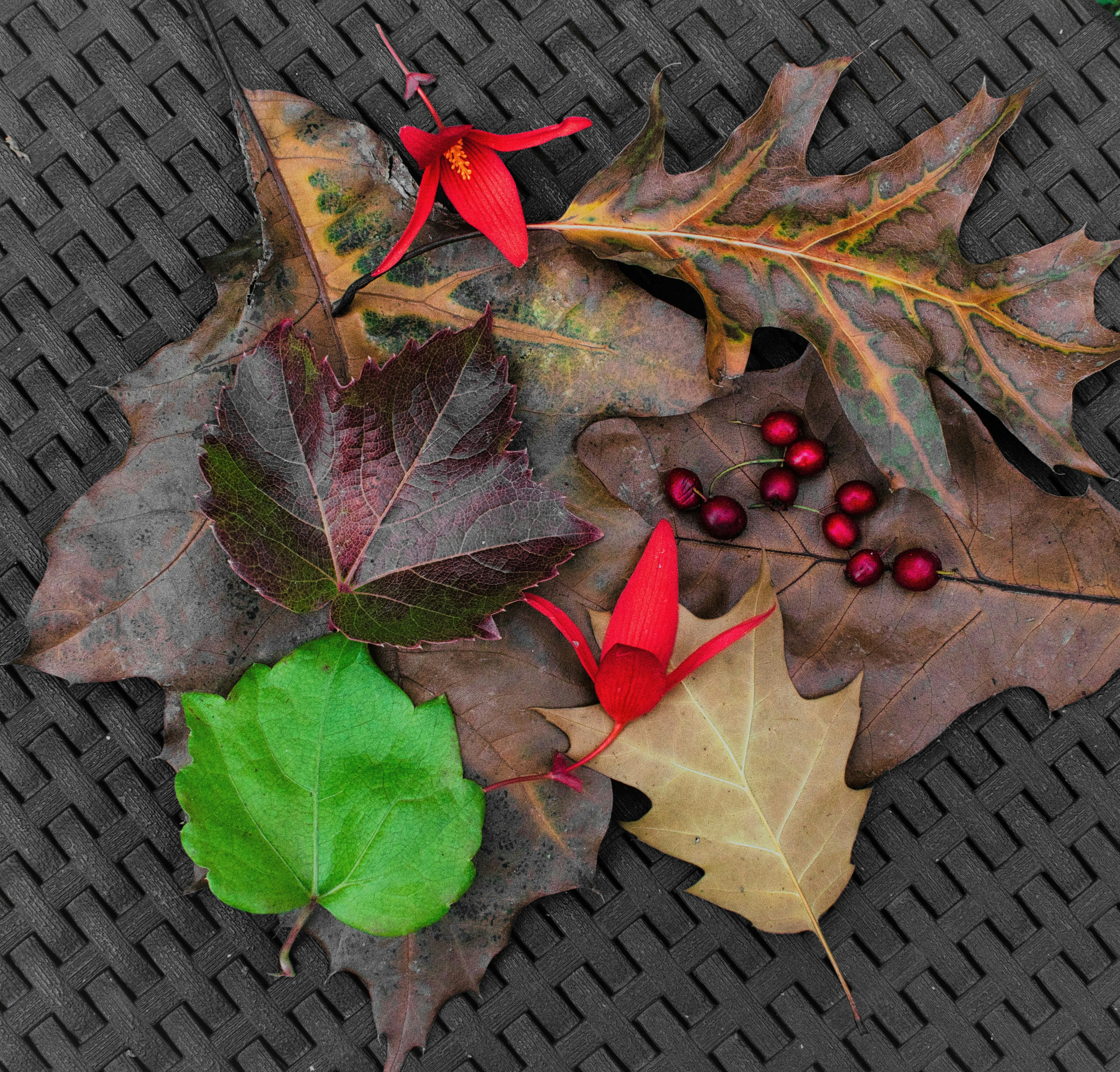 Autumn Leaves and Red Hummingbird Flowers on Grid