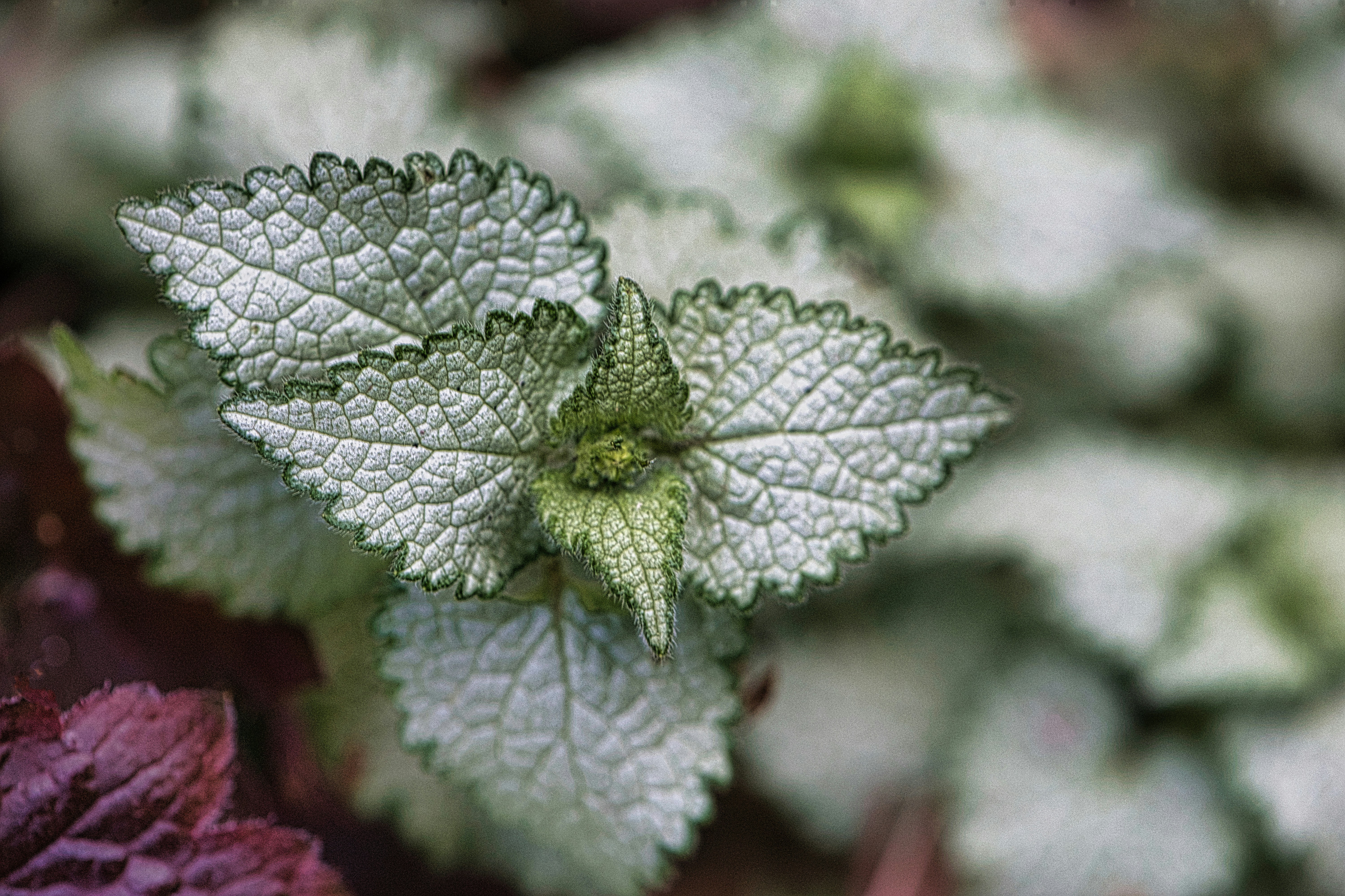 Frosted Sage Leaves: Close-Up of Veined Texture