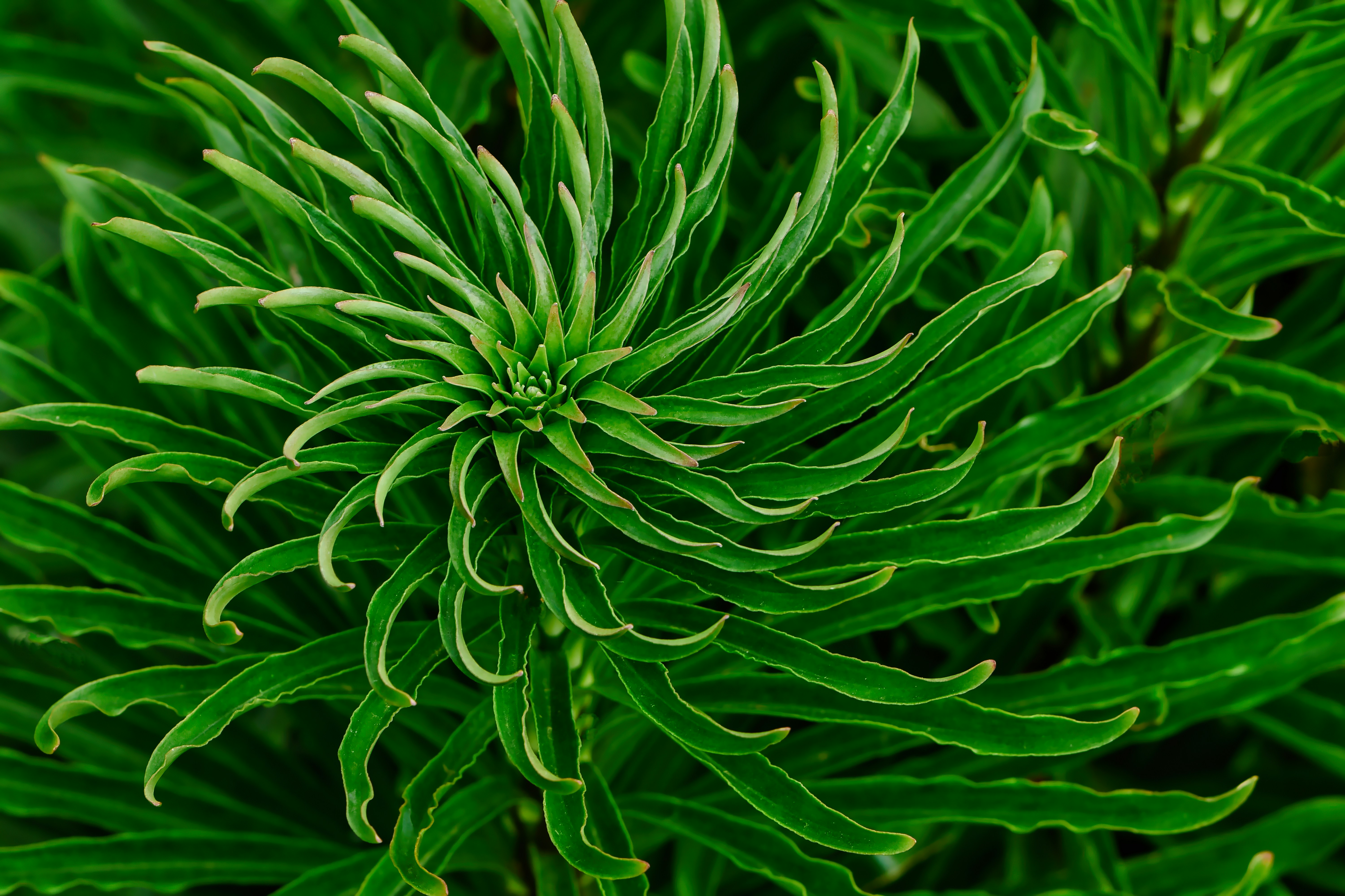 Verdant Whorl: A Macro Portrait of Spiraling Green Growth