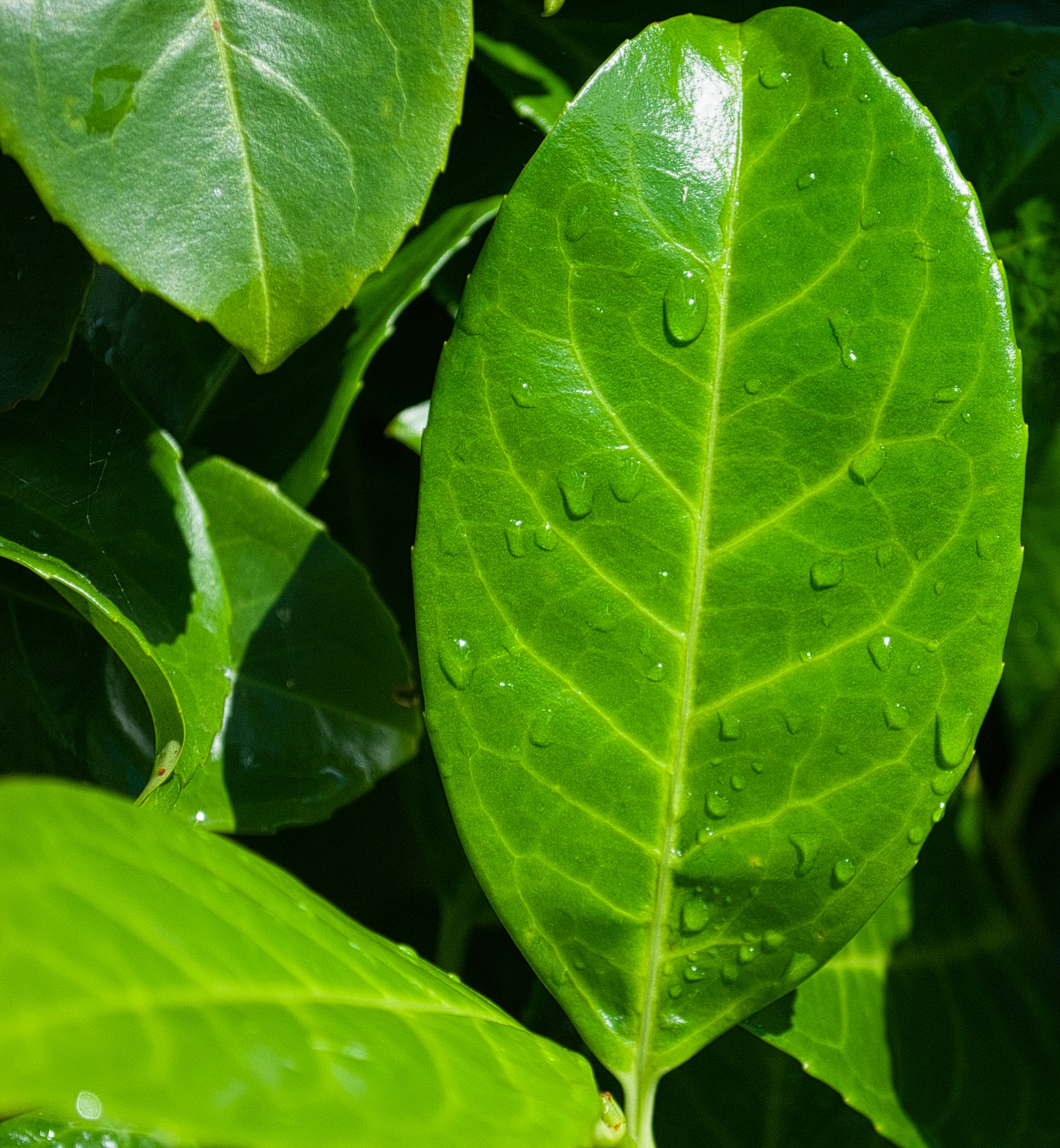 Sunlit Leaf Veins: Close-Up of Verdant Texture