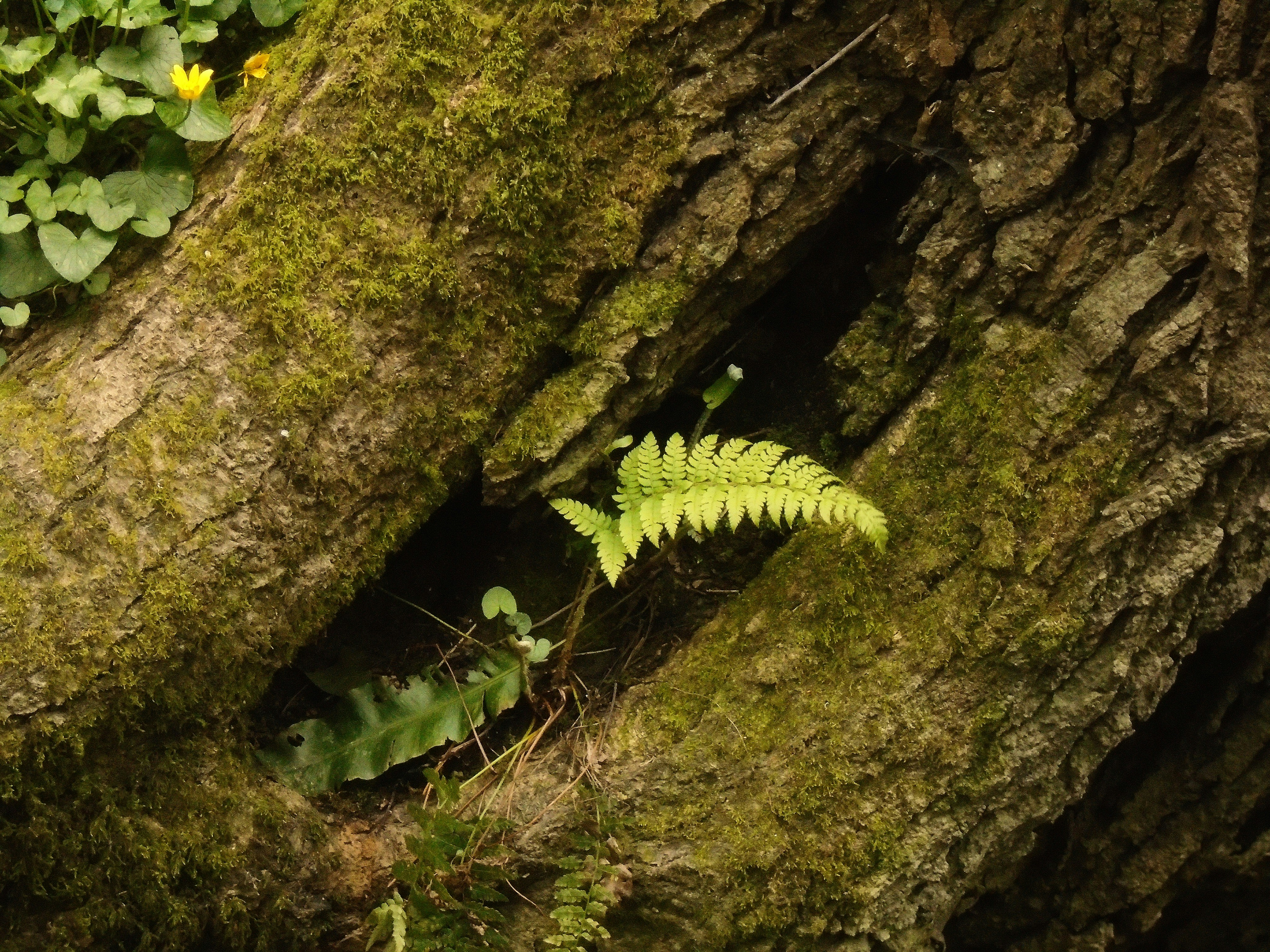 Emerald Fern Cradle in Mossy Trunk