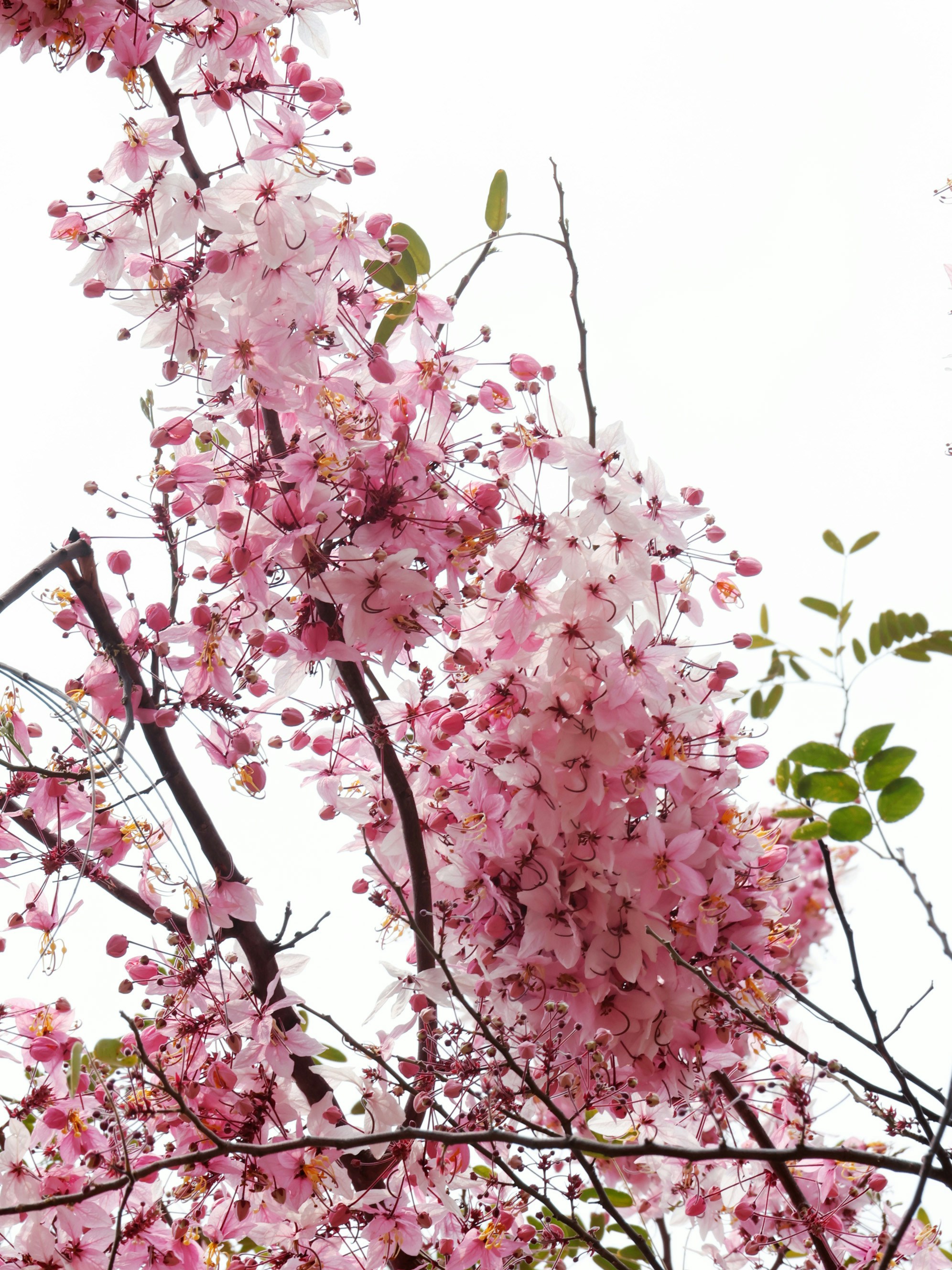 Blossoms in Bright Silence