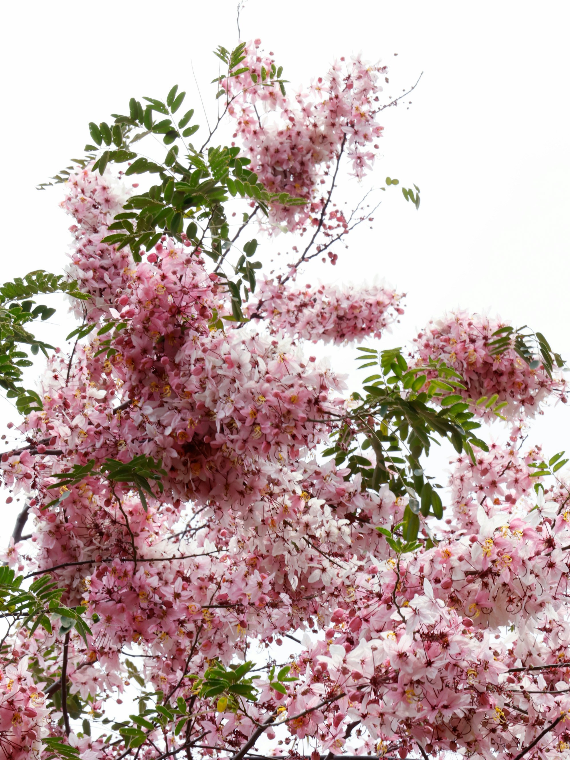 Pink Cascade: Blossoms Framing a Spring Burst