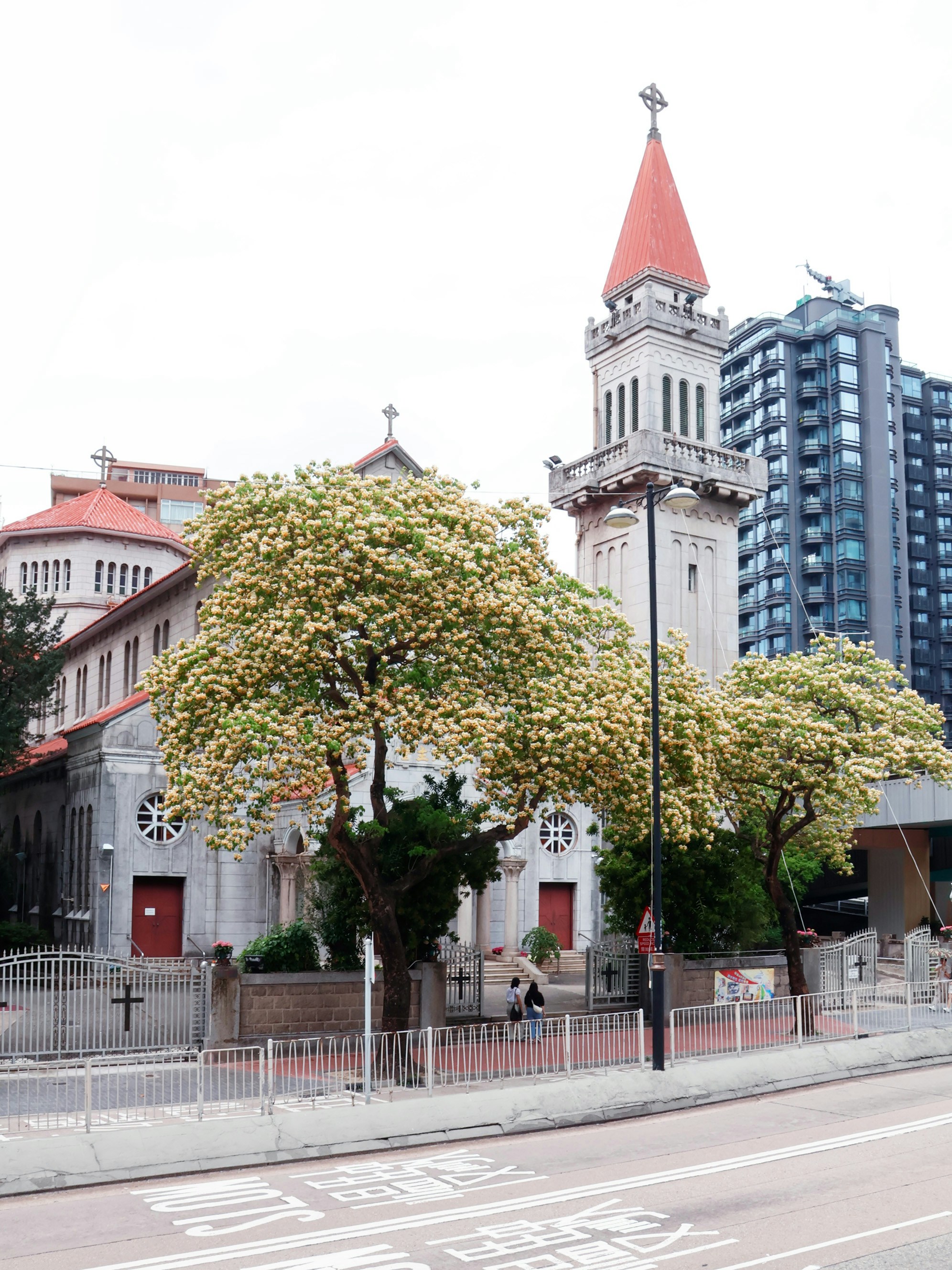 Clocktower and blooming canopy: urban heritage beside glass towers