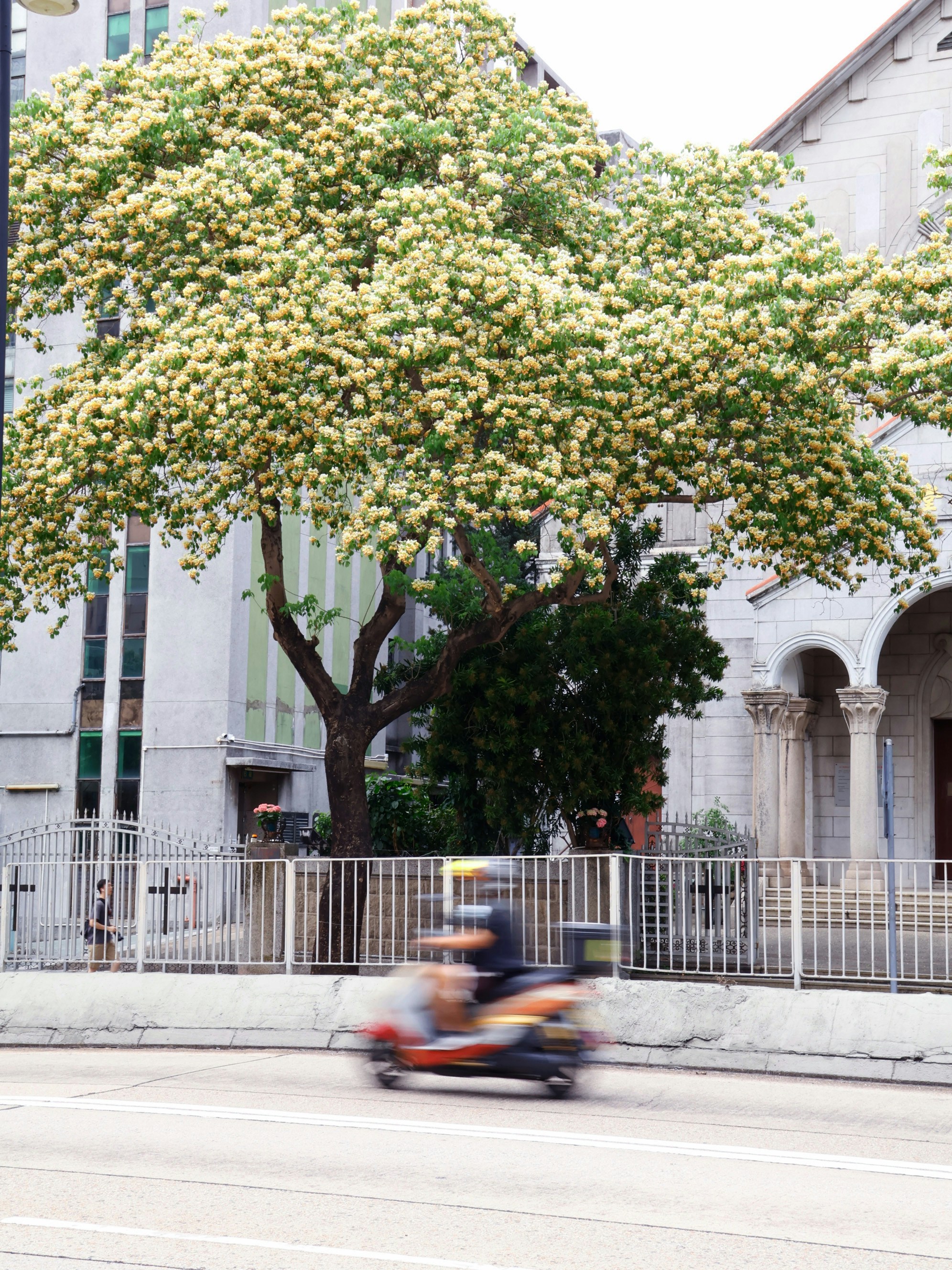 Street-Tree Blur: A City Scene Under a Blooming Canopy