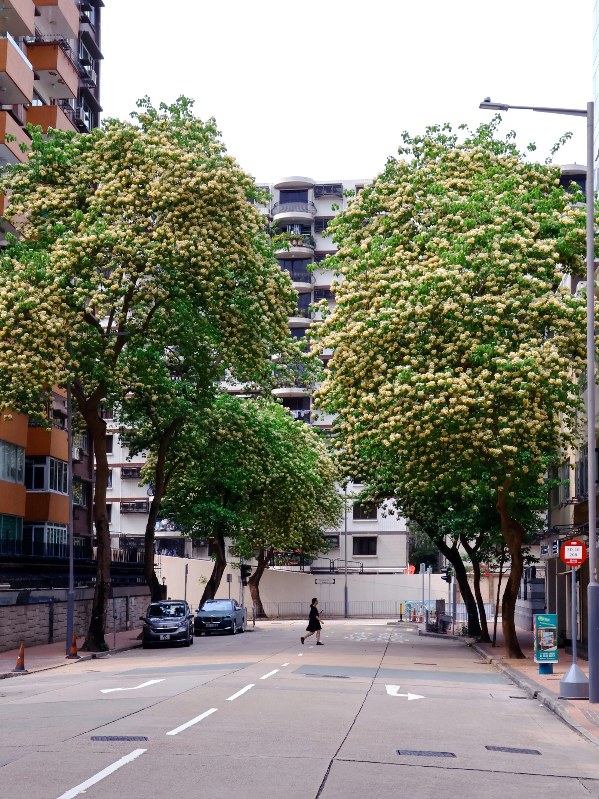 Symmetrical Street Vista: Trees Framing a Quiet Urban Crossing