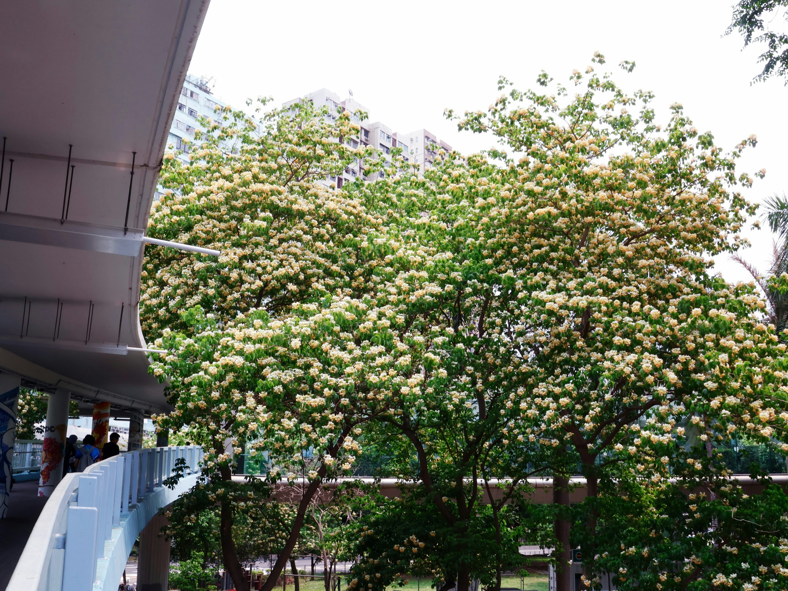 Urban canopy: blossoms over a sunlit promenade