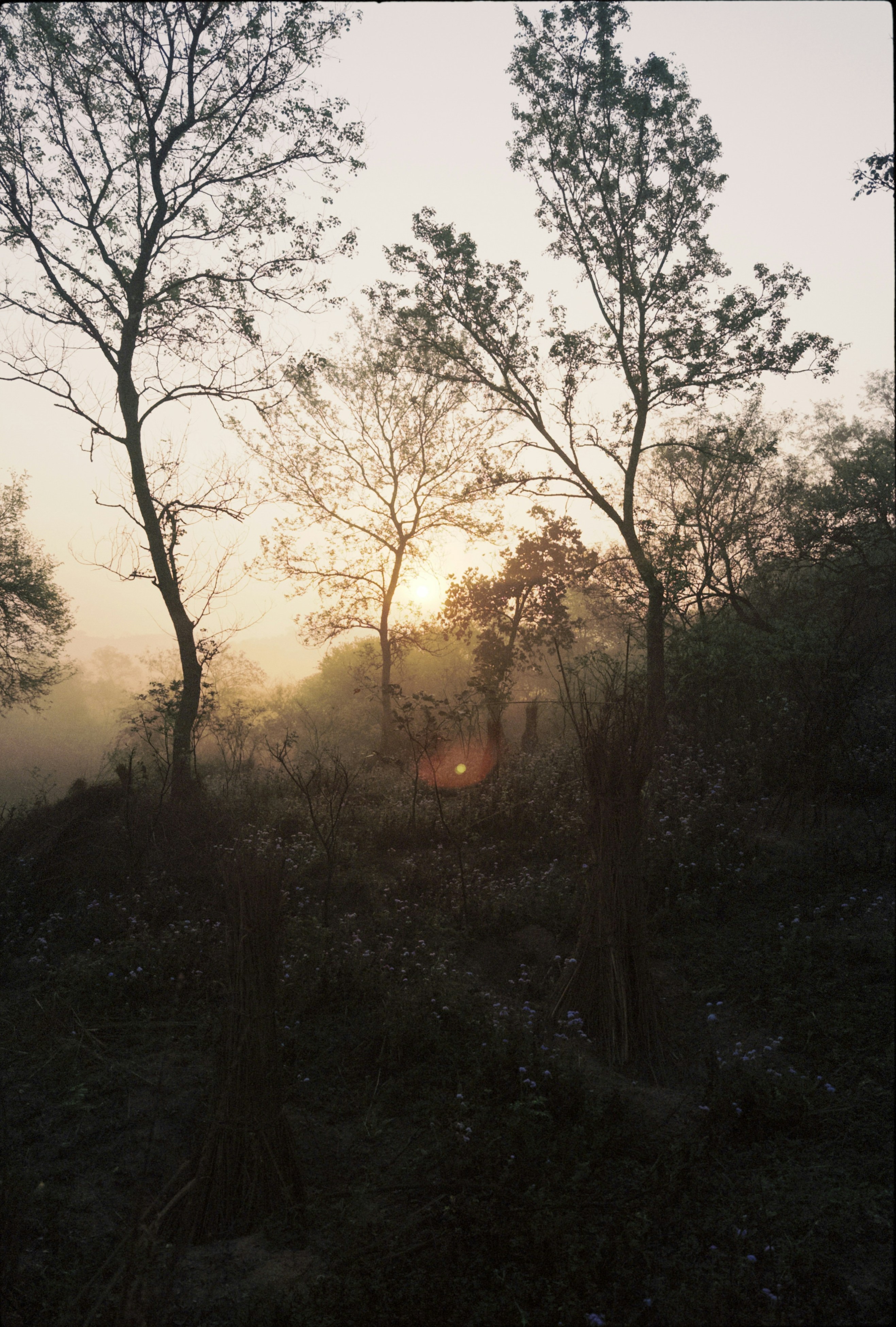 Sunrise Veil Through Quiet Pines
