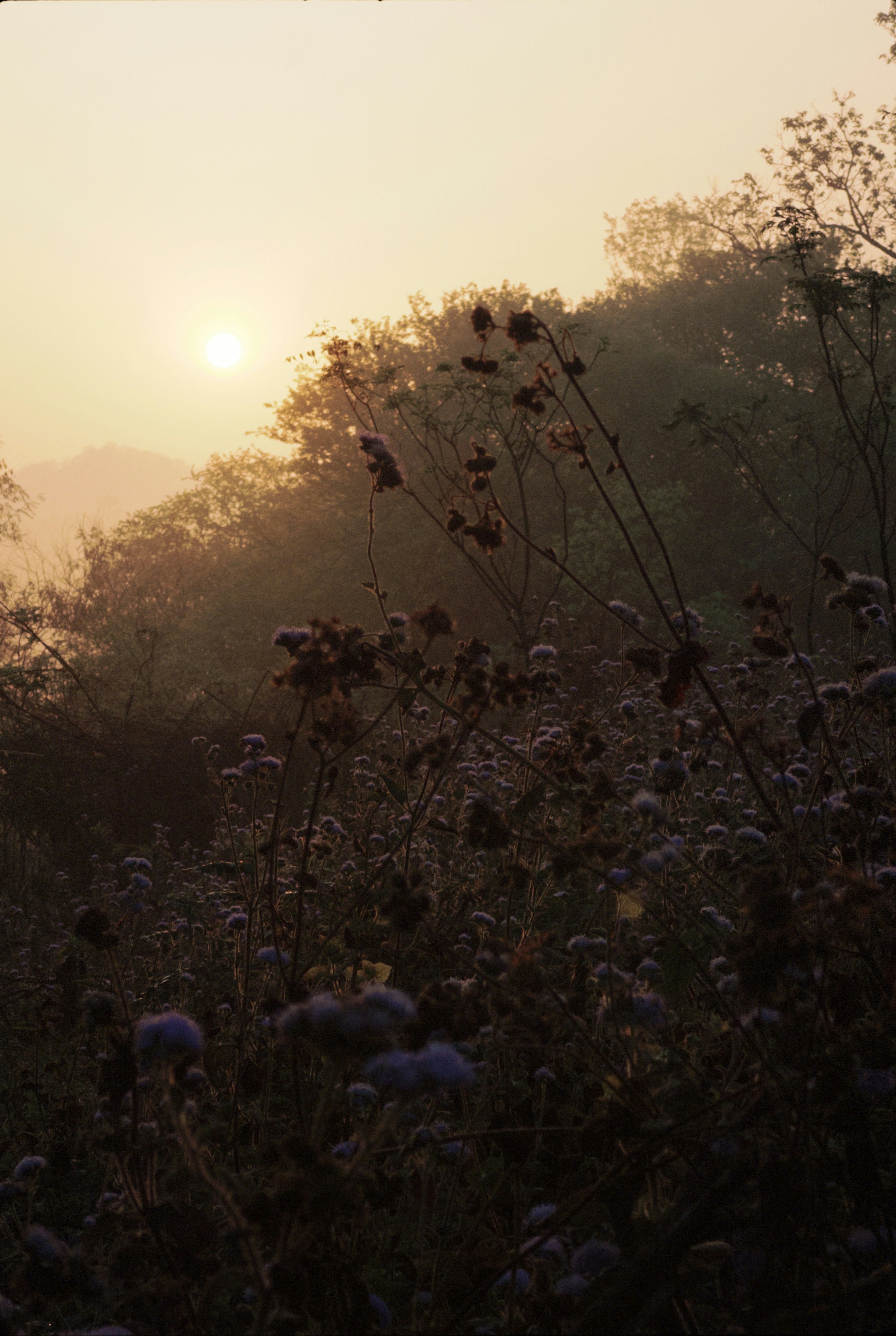 Dawn Thistle Bloom Illuminated by a Soft Orange Light