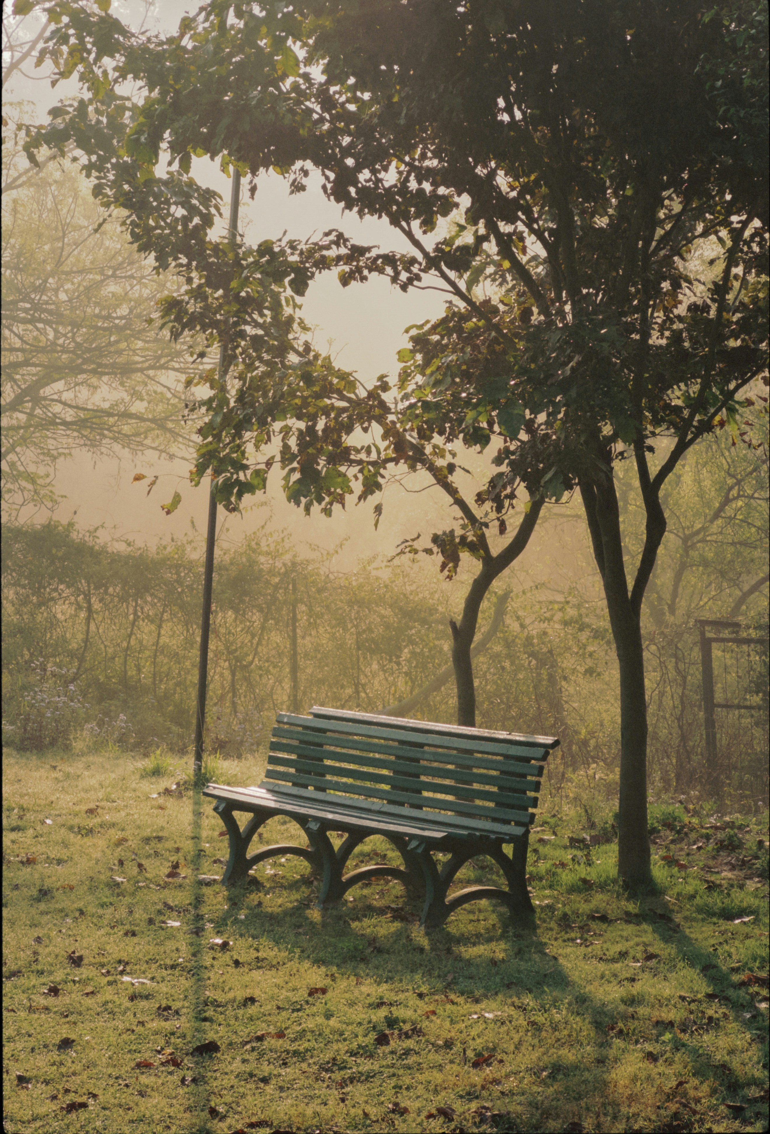 Morning Quiet: The Painted Bench in Gentle Light