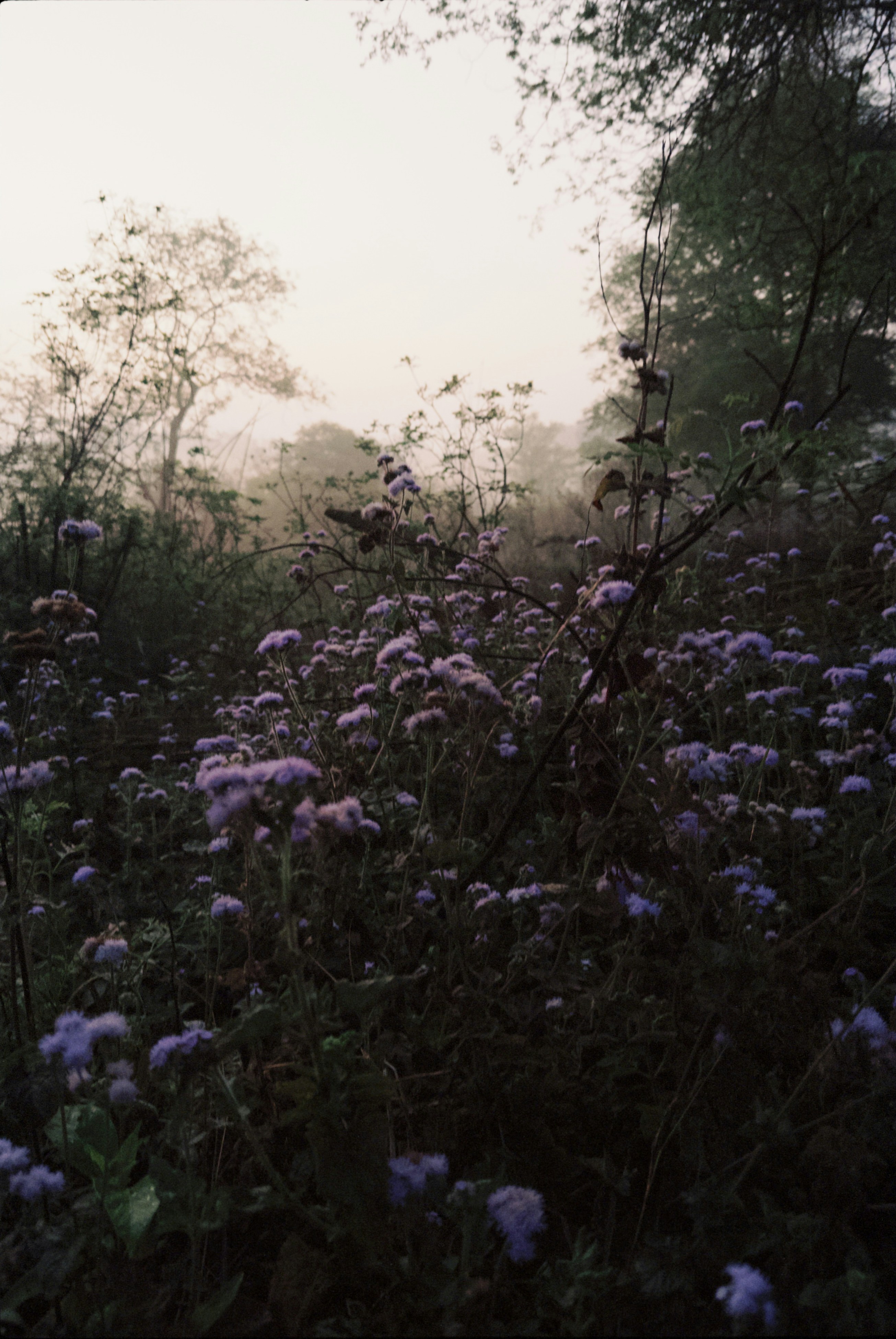 Dawn among the Violet Thicket