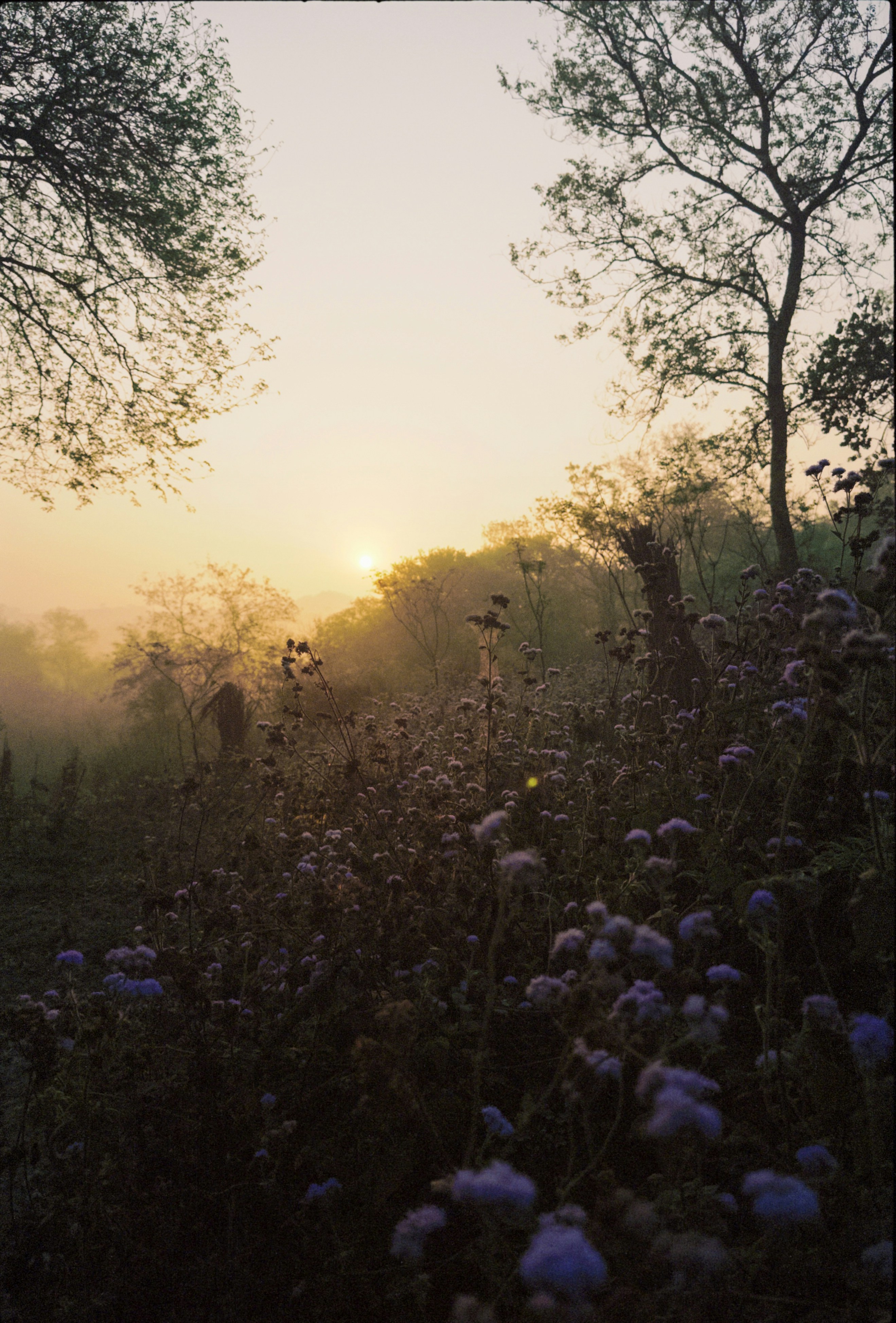 Dawn Veil Over Wildflowers