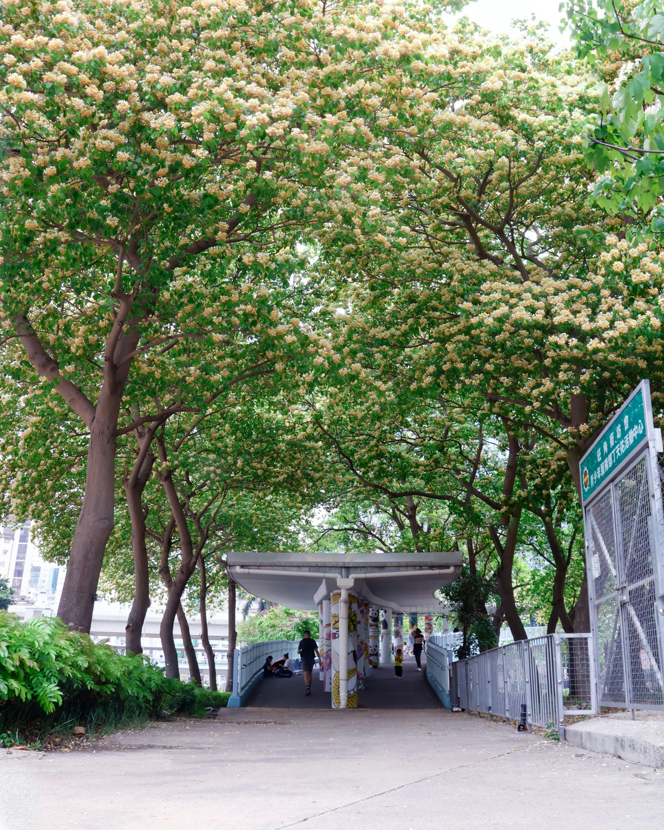 Canopy of Yellow Blooms over a Pedestrian Walkway