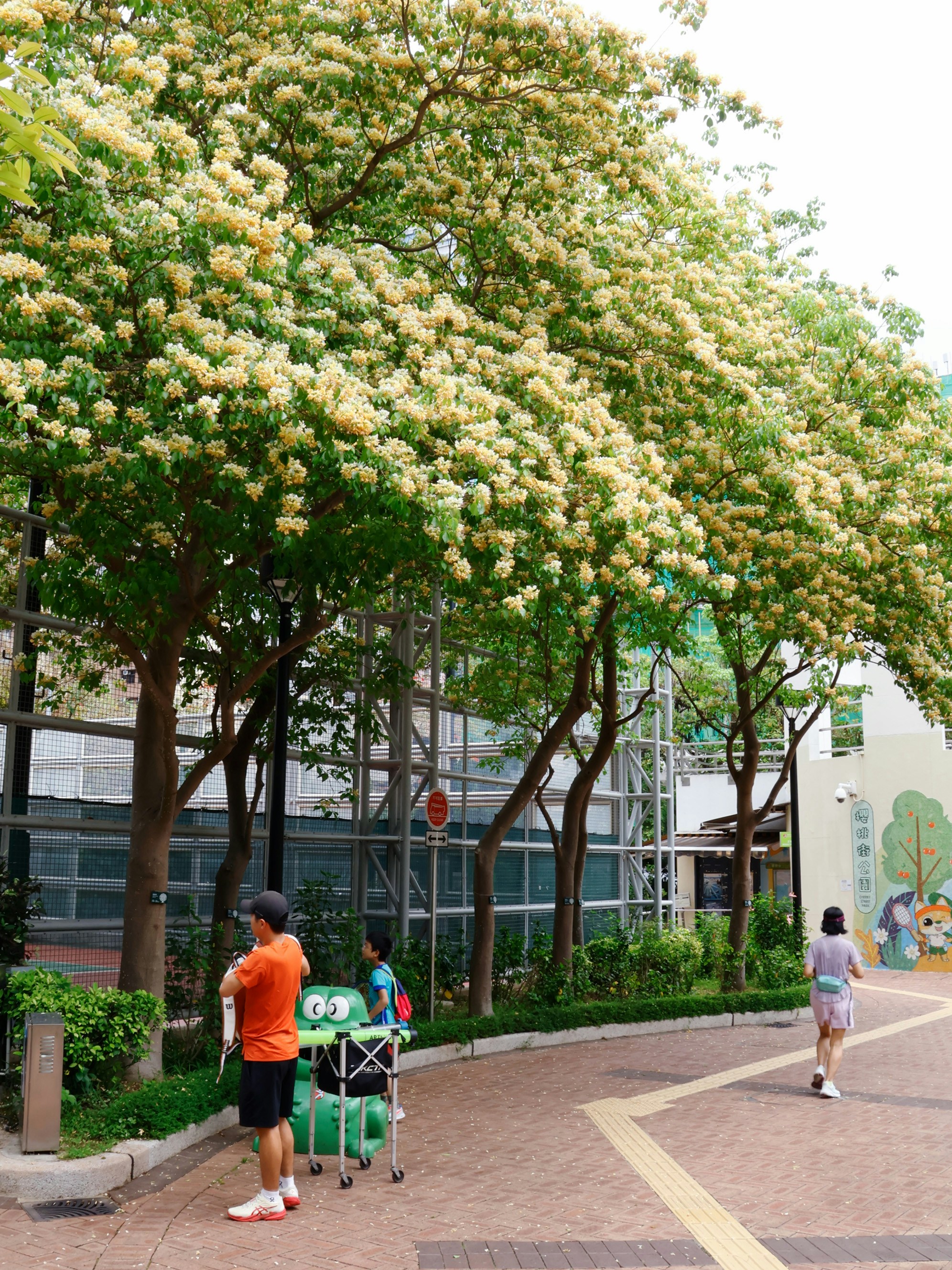Lemon blossoms over a pedestrian plaza with a playful frog sculpture