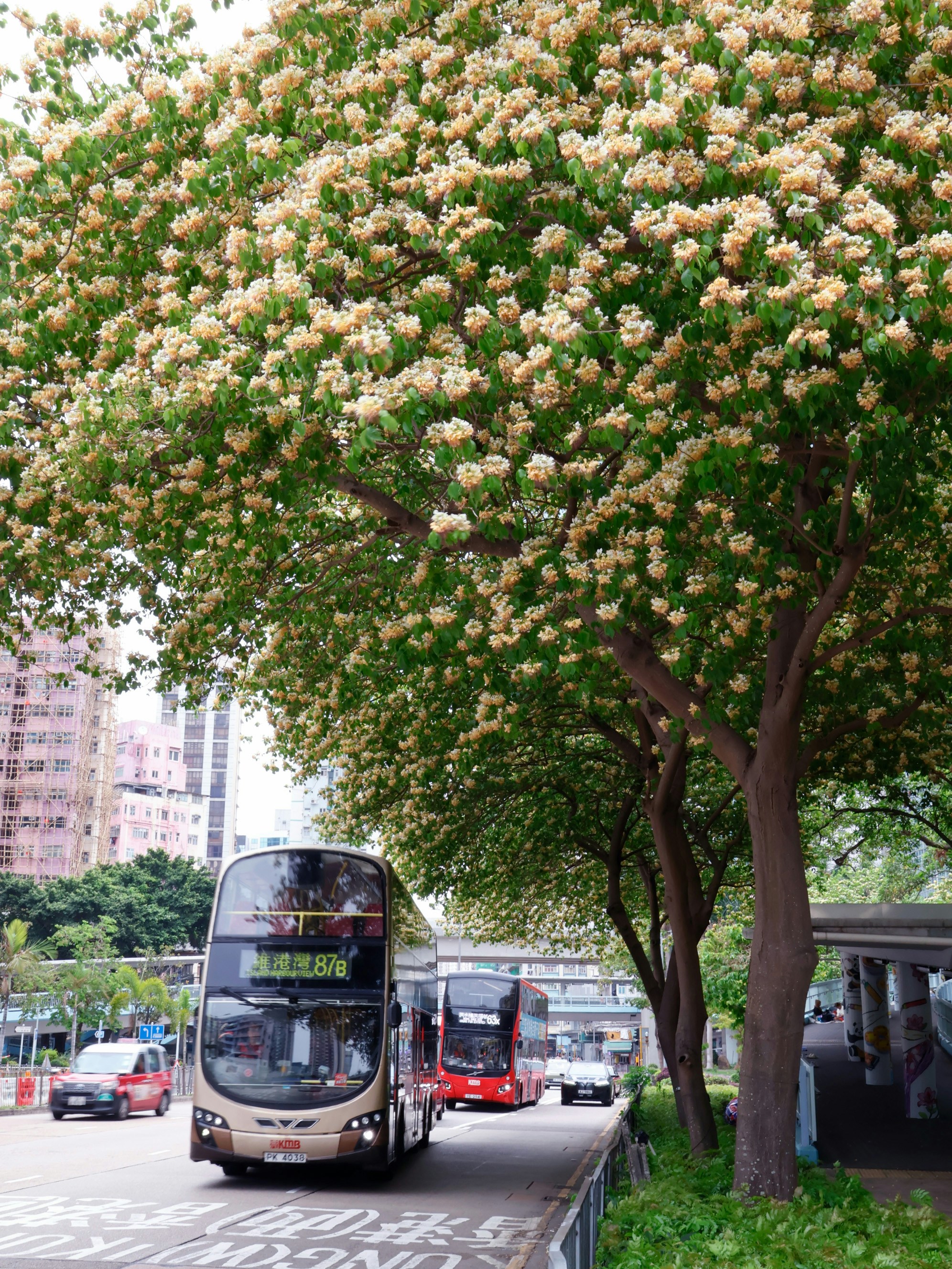 Urban canopy: buses under flowering trees lining a city street