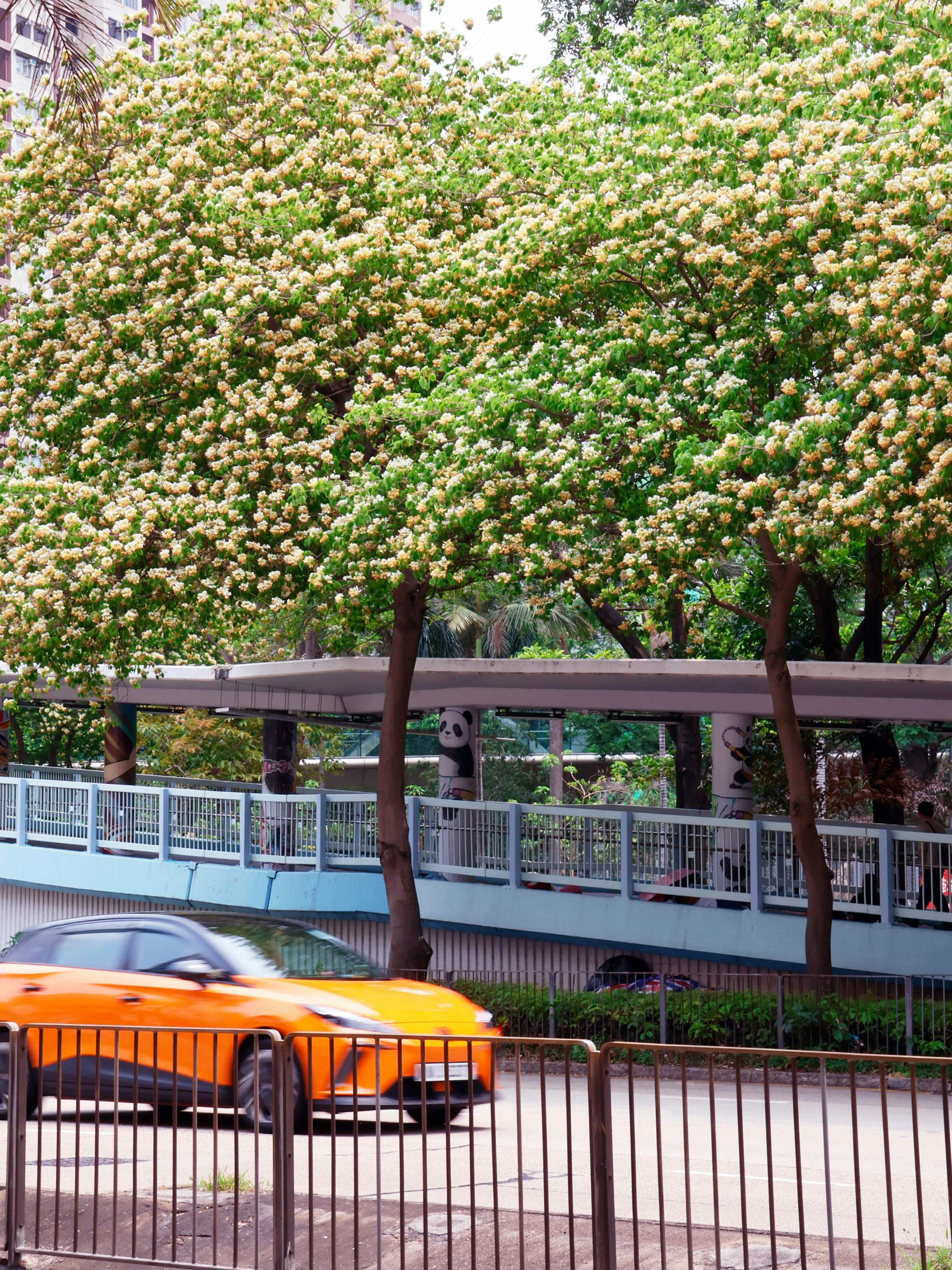 Street in Bloom: A Golden Car Passes Under canopy of blossoms