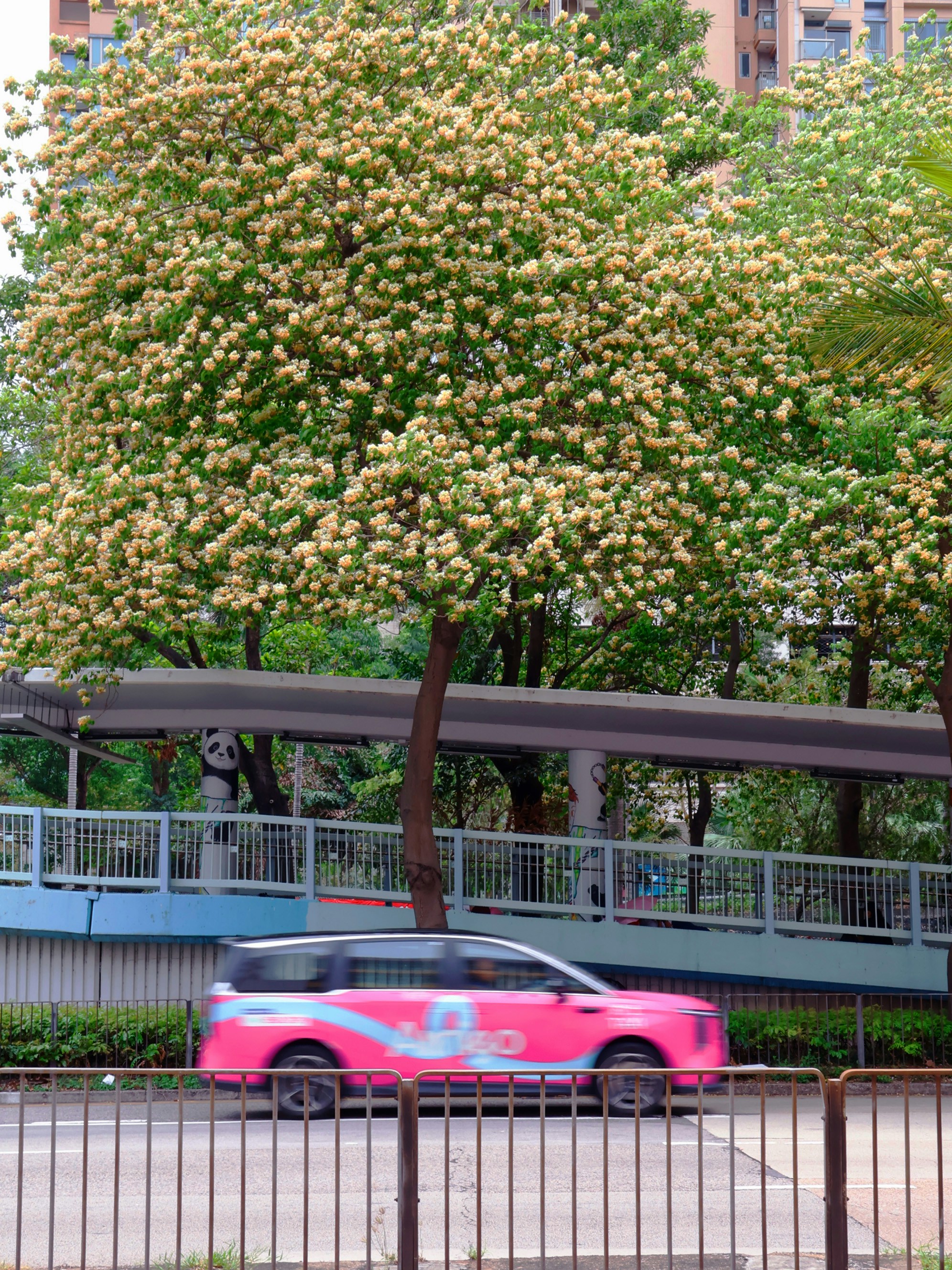 Pastel Blossom Boulevard: A Pink Coach Rides Past a City Park
